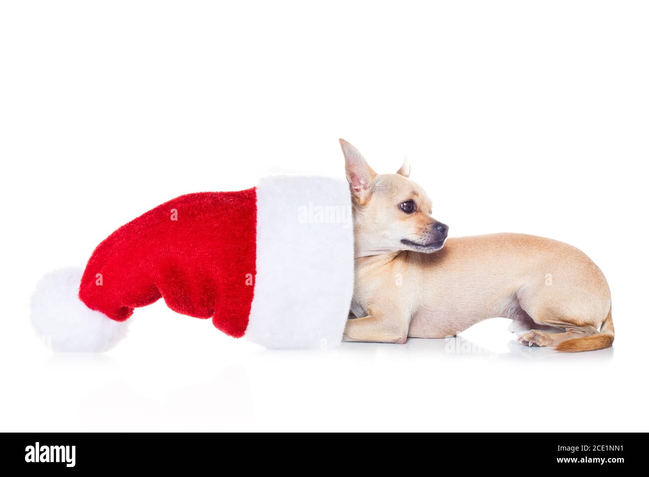 christmas santa dog Stock Photo - Alamy