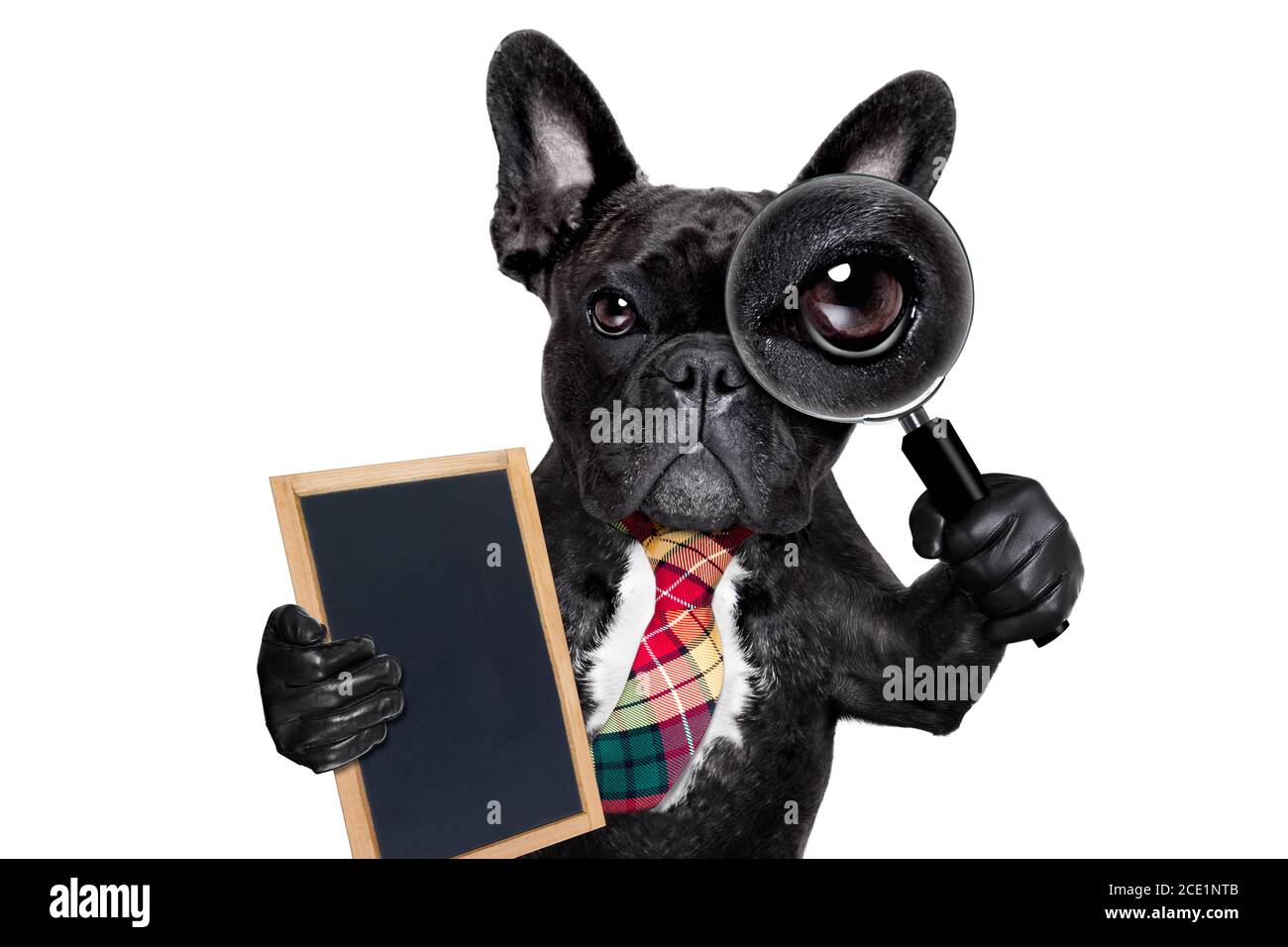 magnifying glass dog Stock Photo - Alamy