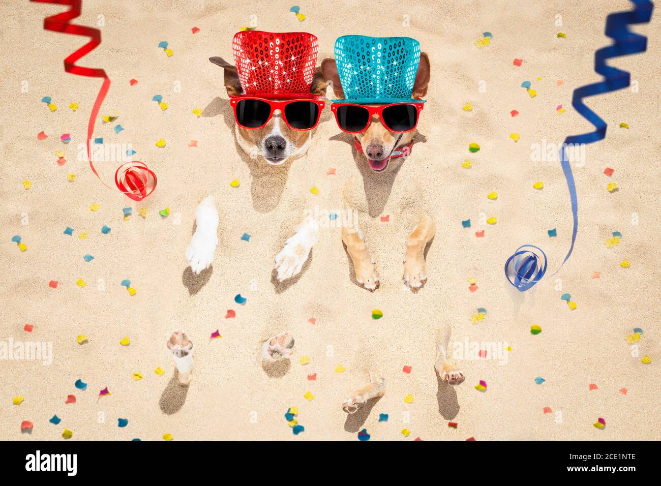 happy new year dogs at the beach Stock Photo - Alamy