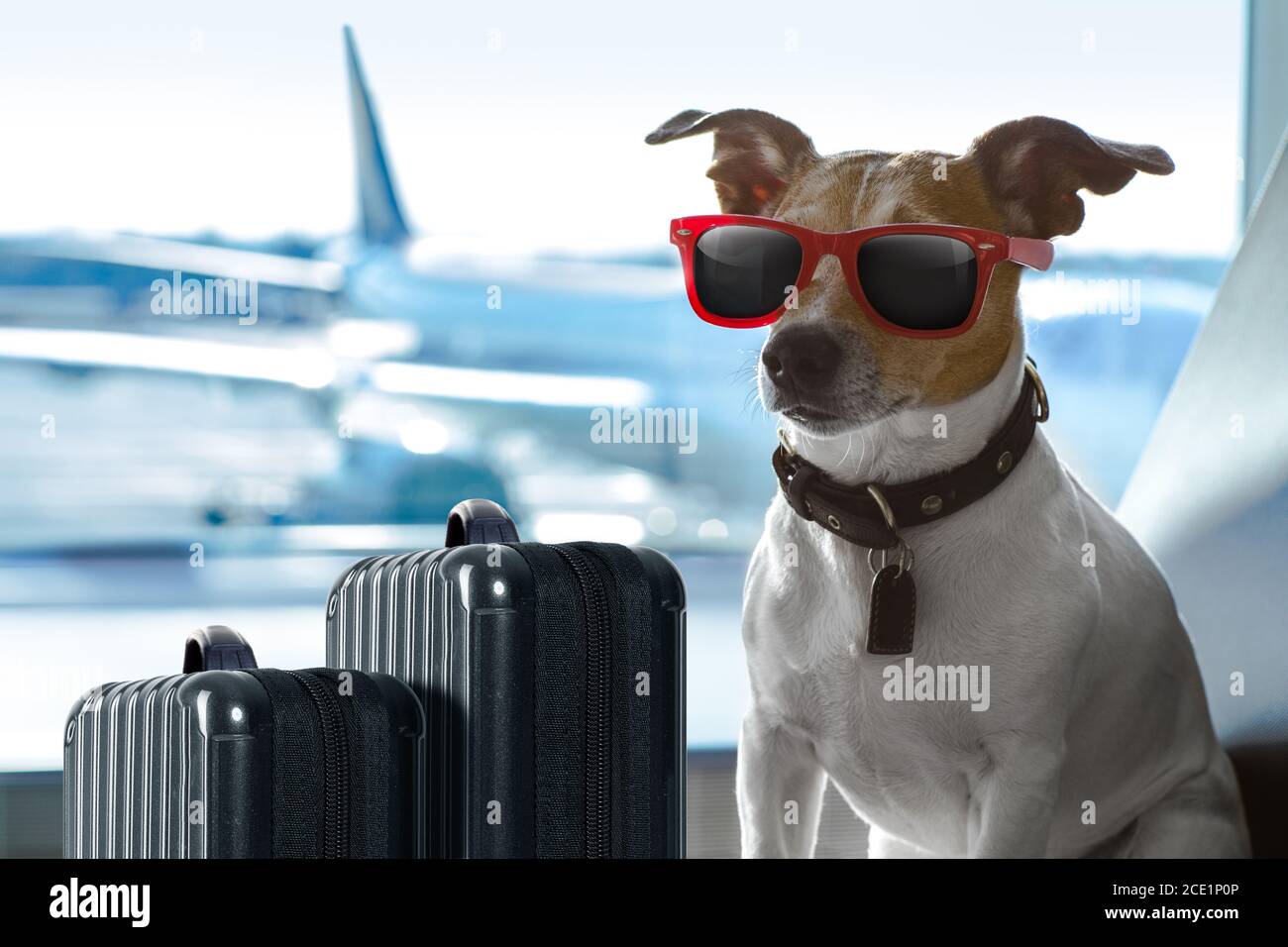 dog in airport terminal on vacation Stock Photo - Alamy