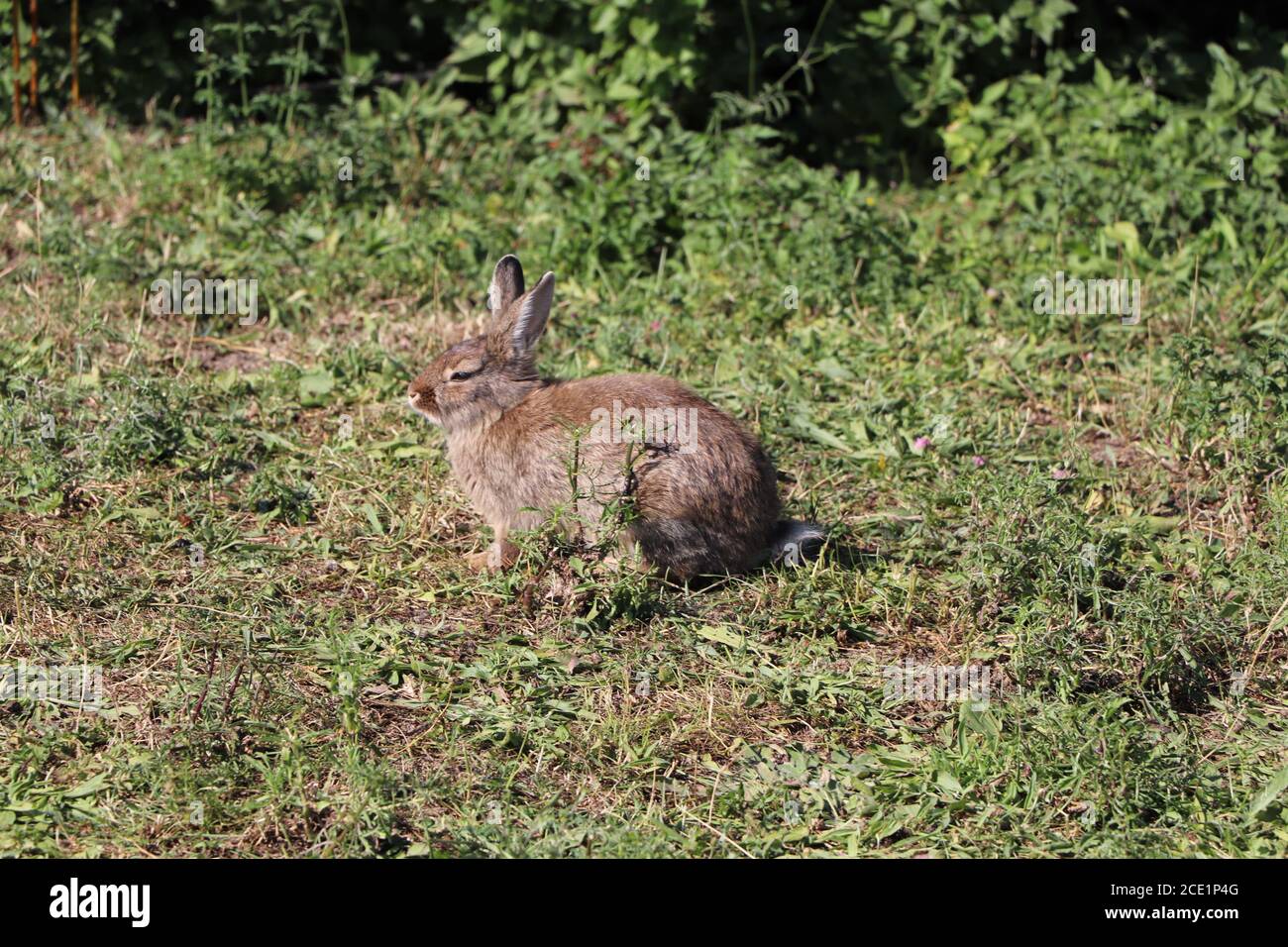 Rabbits feeding hi-res stock photography and images - Alamy