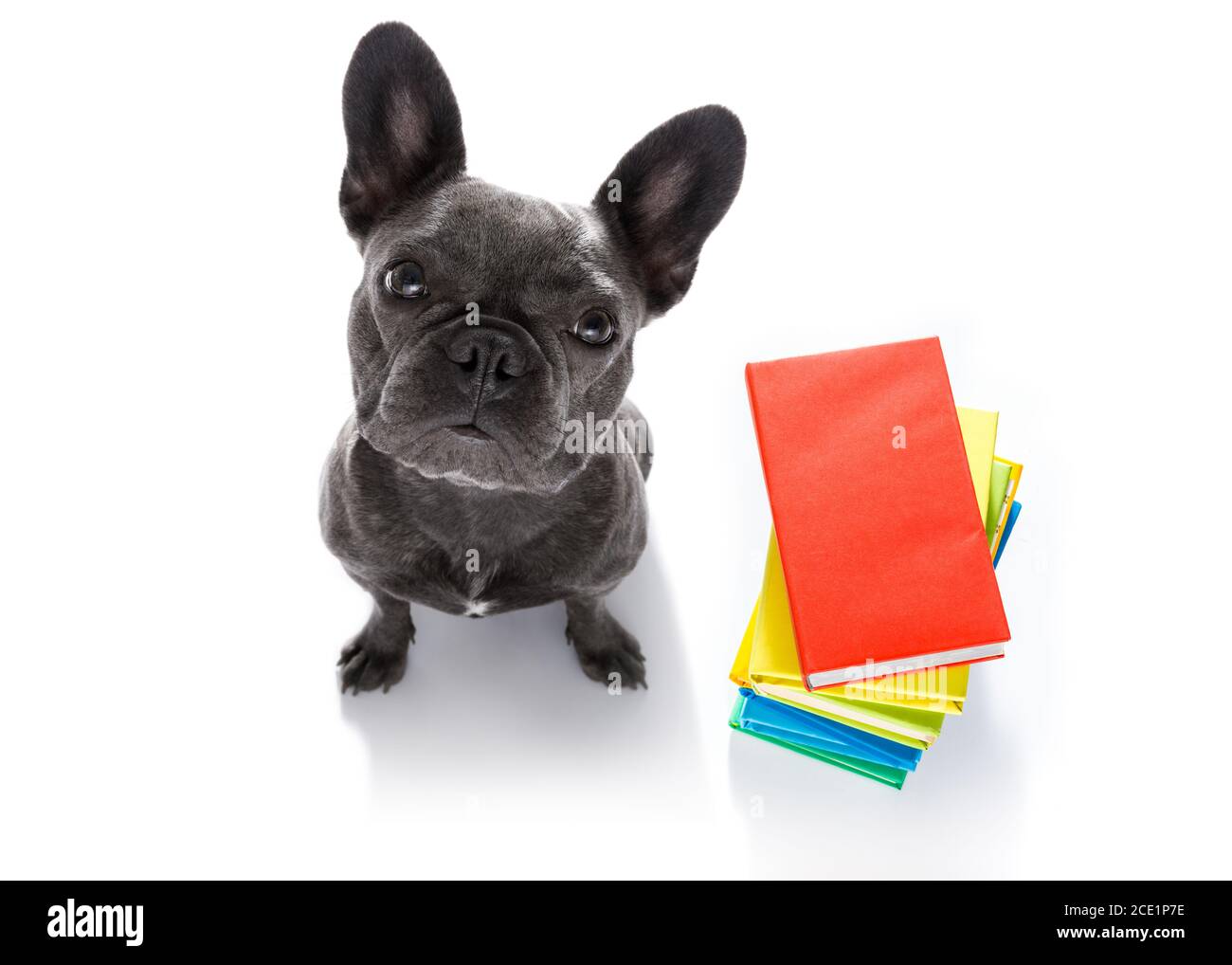 smart dog and books Stock Photo - Alamy