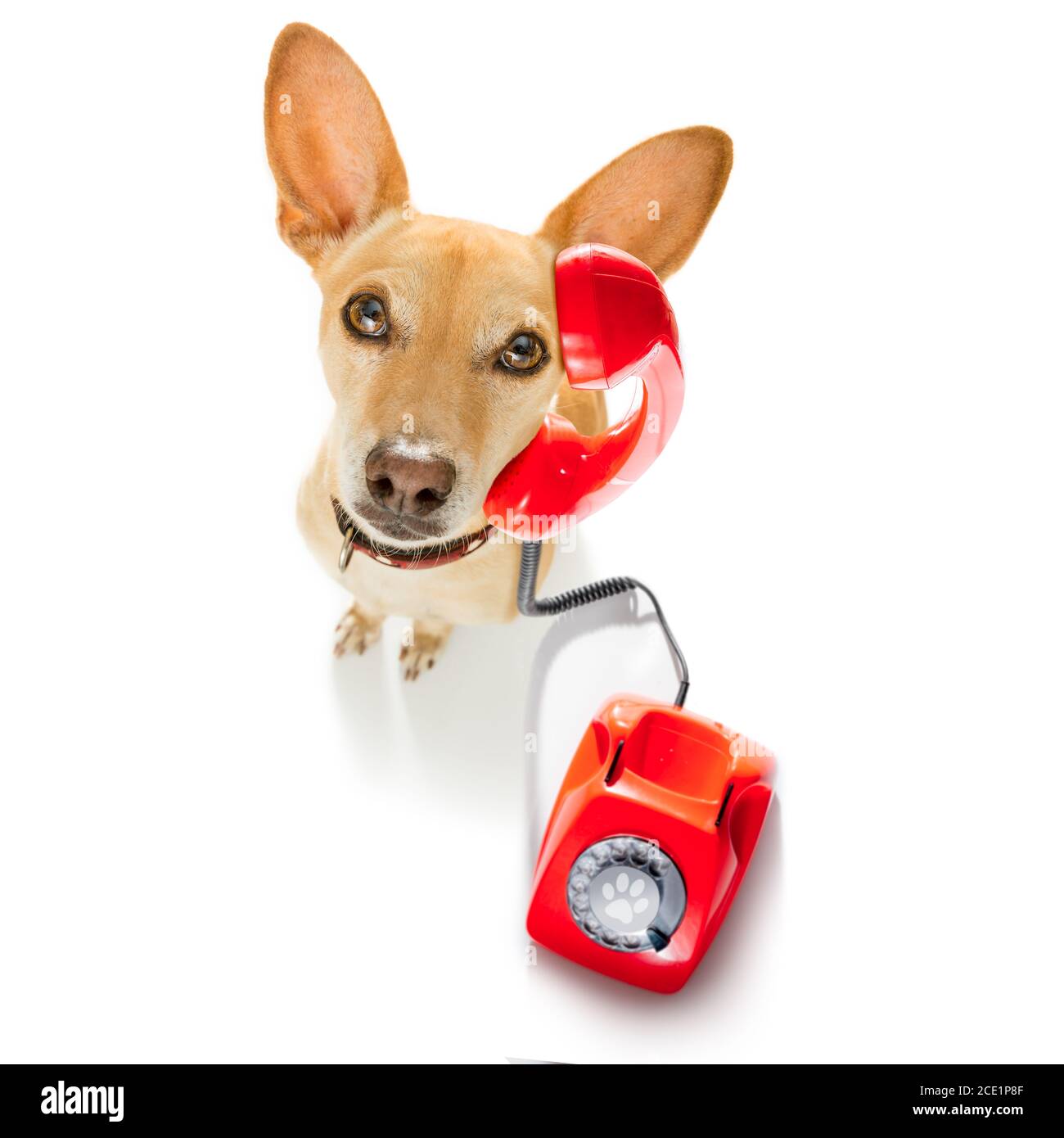 dog on the phone Stock Photo - Alamy