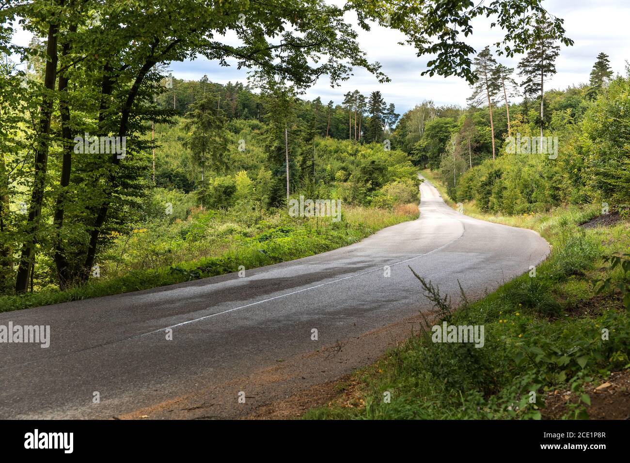 Asphalt road through green forest, trees, pines, spruces. Asphalt road ...