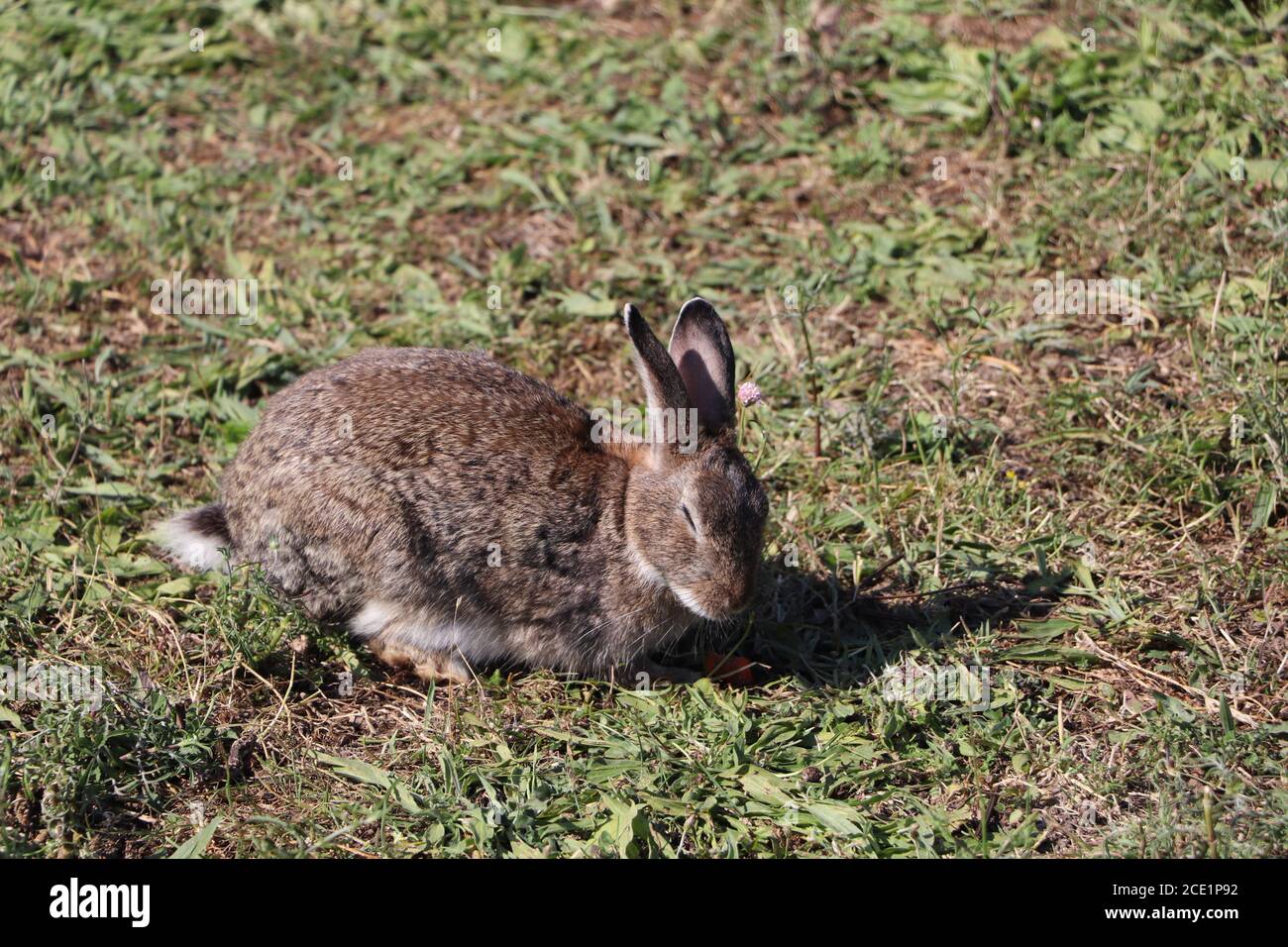 rabbits exploring the park Stock Photo - Alamy