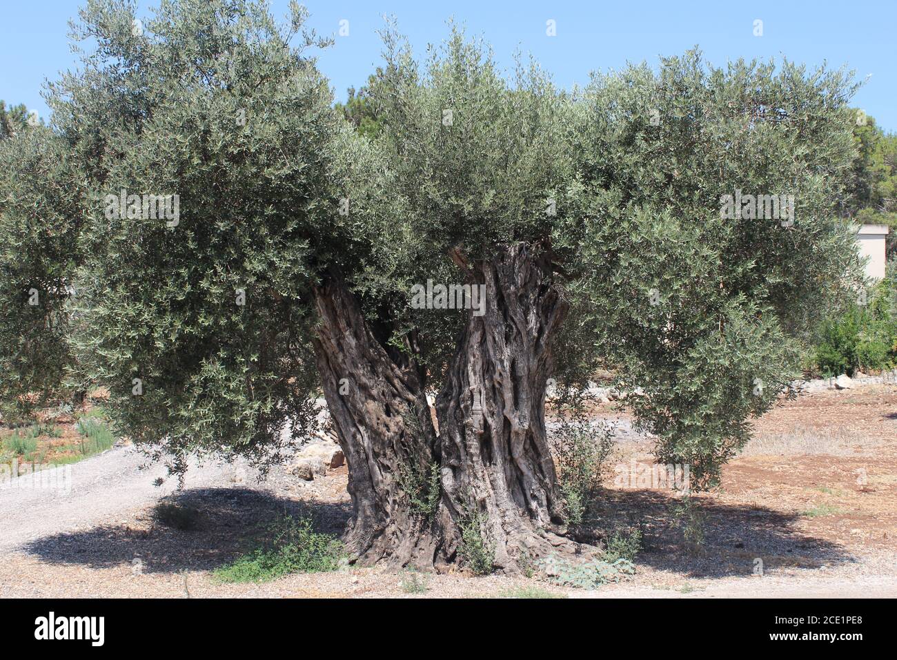 an old olive tree with many green leaves on a broad trunk which is ...