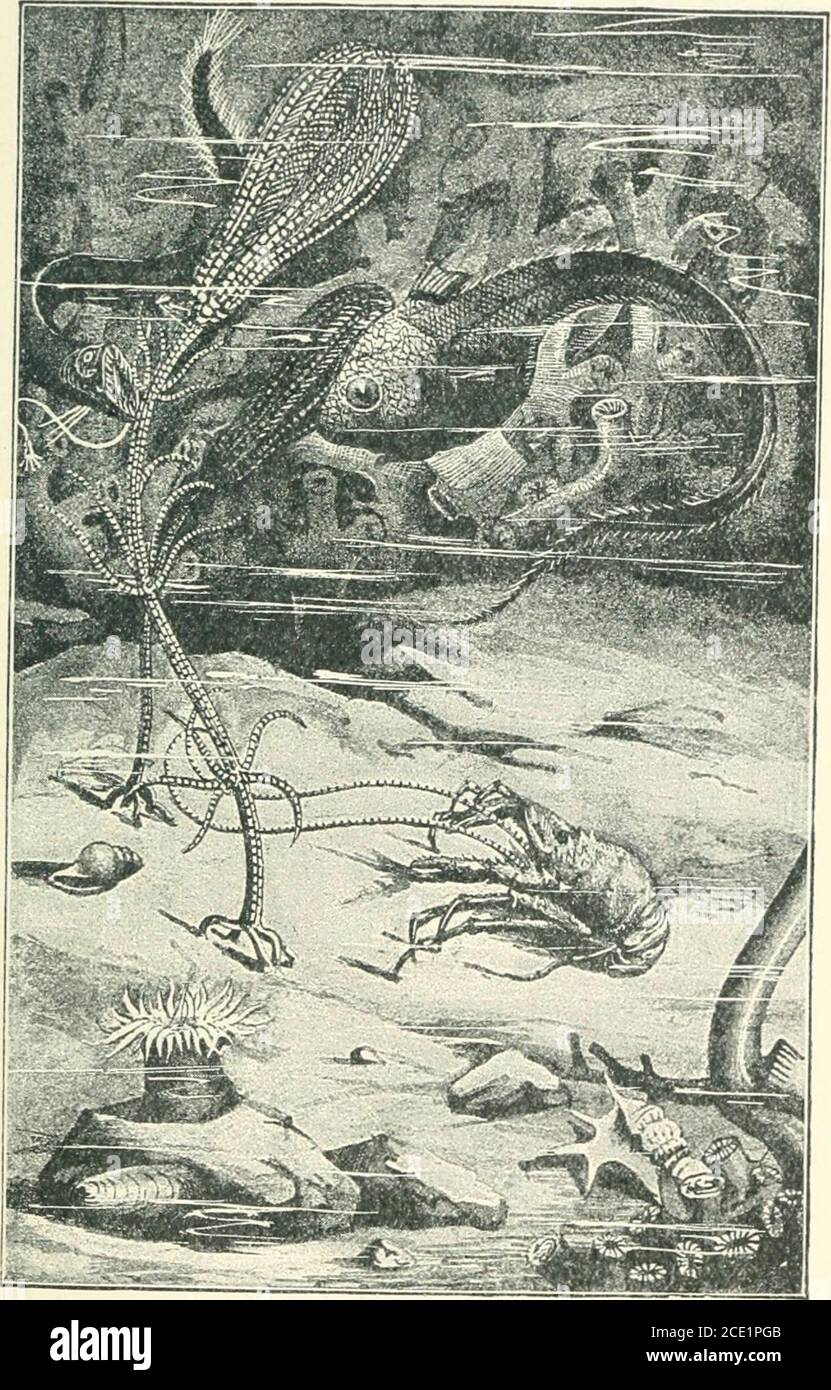 Pink whale shark hi-res stock photography and images - Alamy