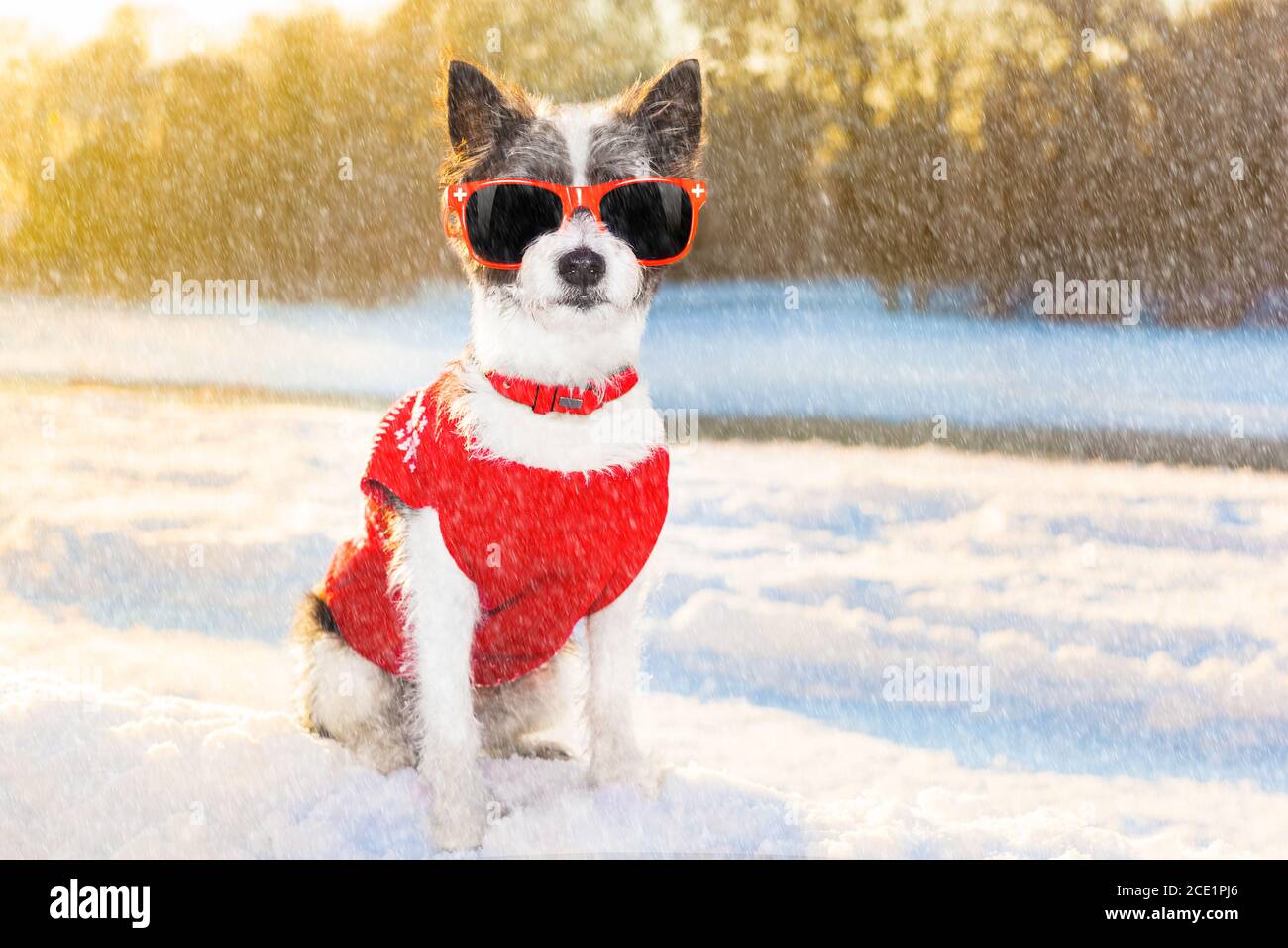 freezing icy dog in snow Stock Photo - Alamy