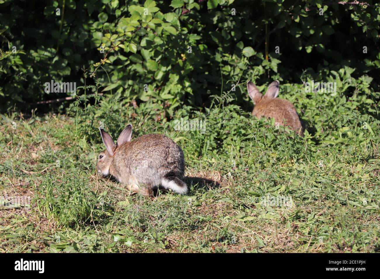 rabbits exploring the park Stock Photo - Alamy