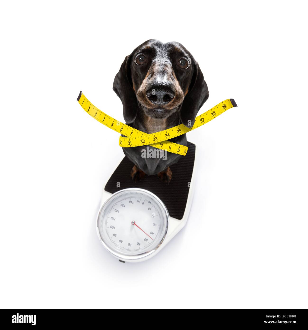 dog on scale , with overweight Stock Photo - Alamy