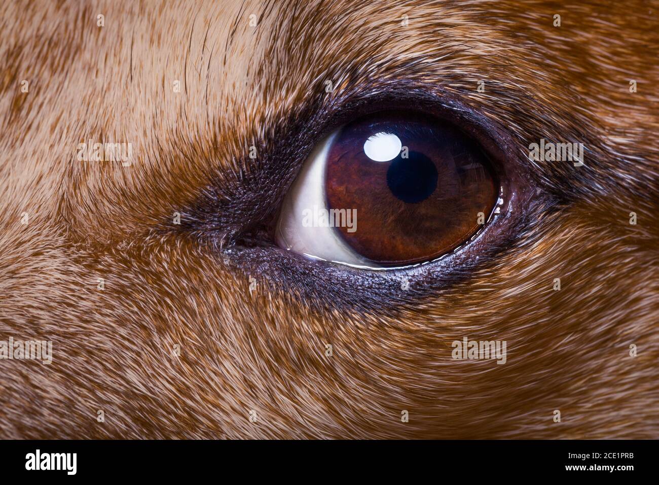 close up dog eye Stock Photo - Alamy
