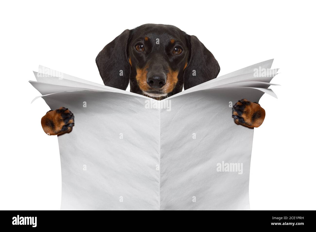 dog reading newspaper Stock Photo - Alamy