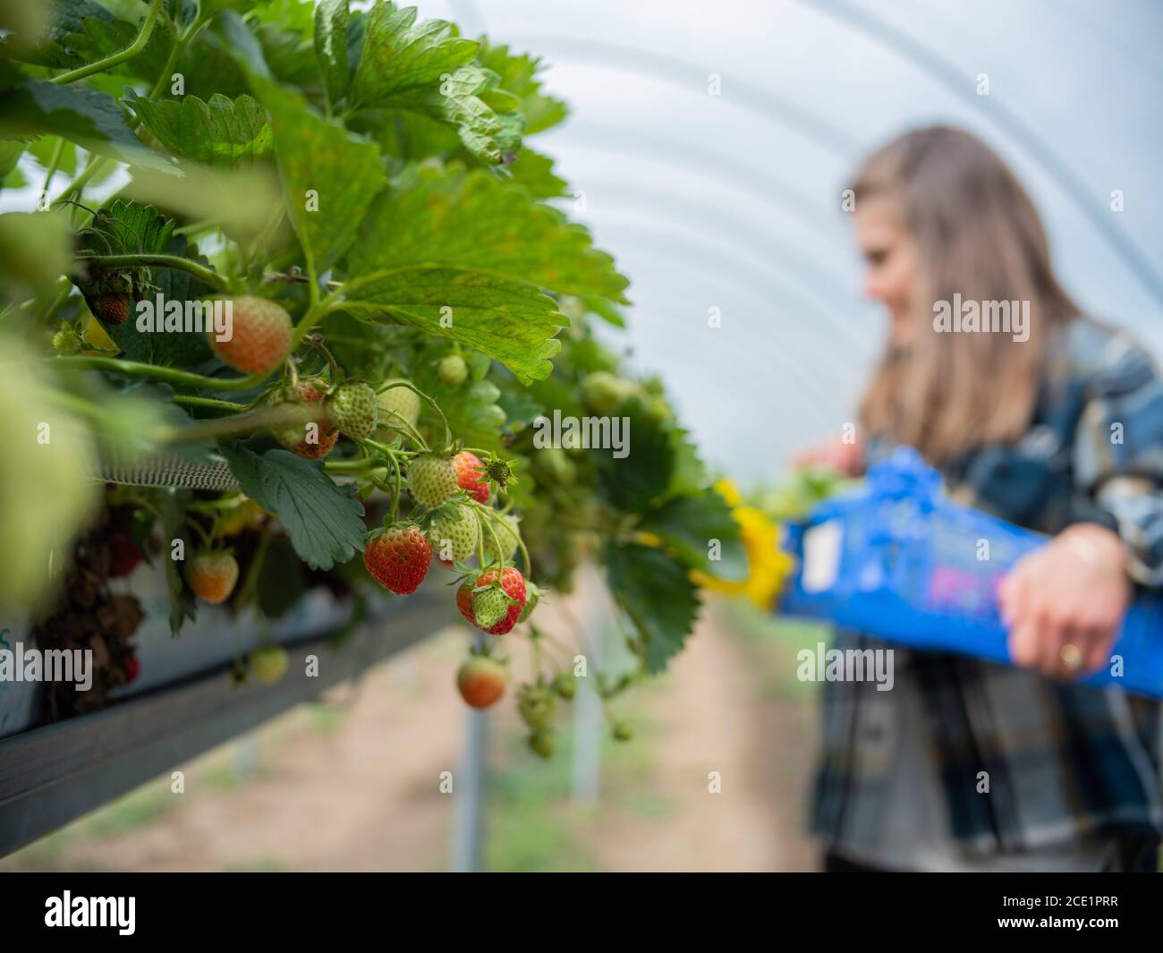 Strawberry farm uk hi-res stock photography and images - Alamy