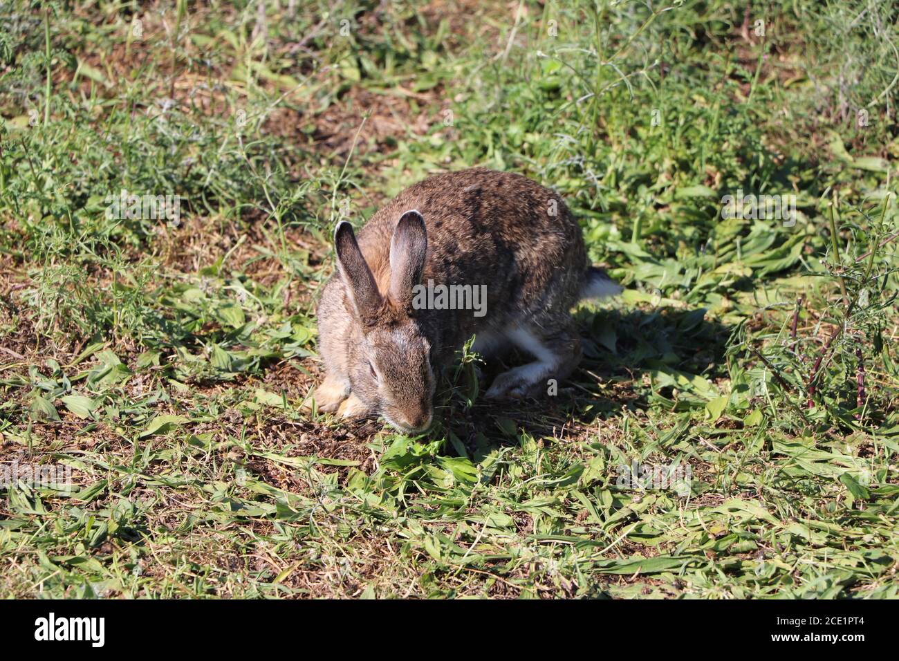 rabbits exploring the park Stock Photo - Alamy