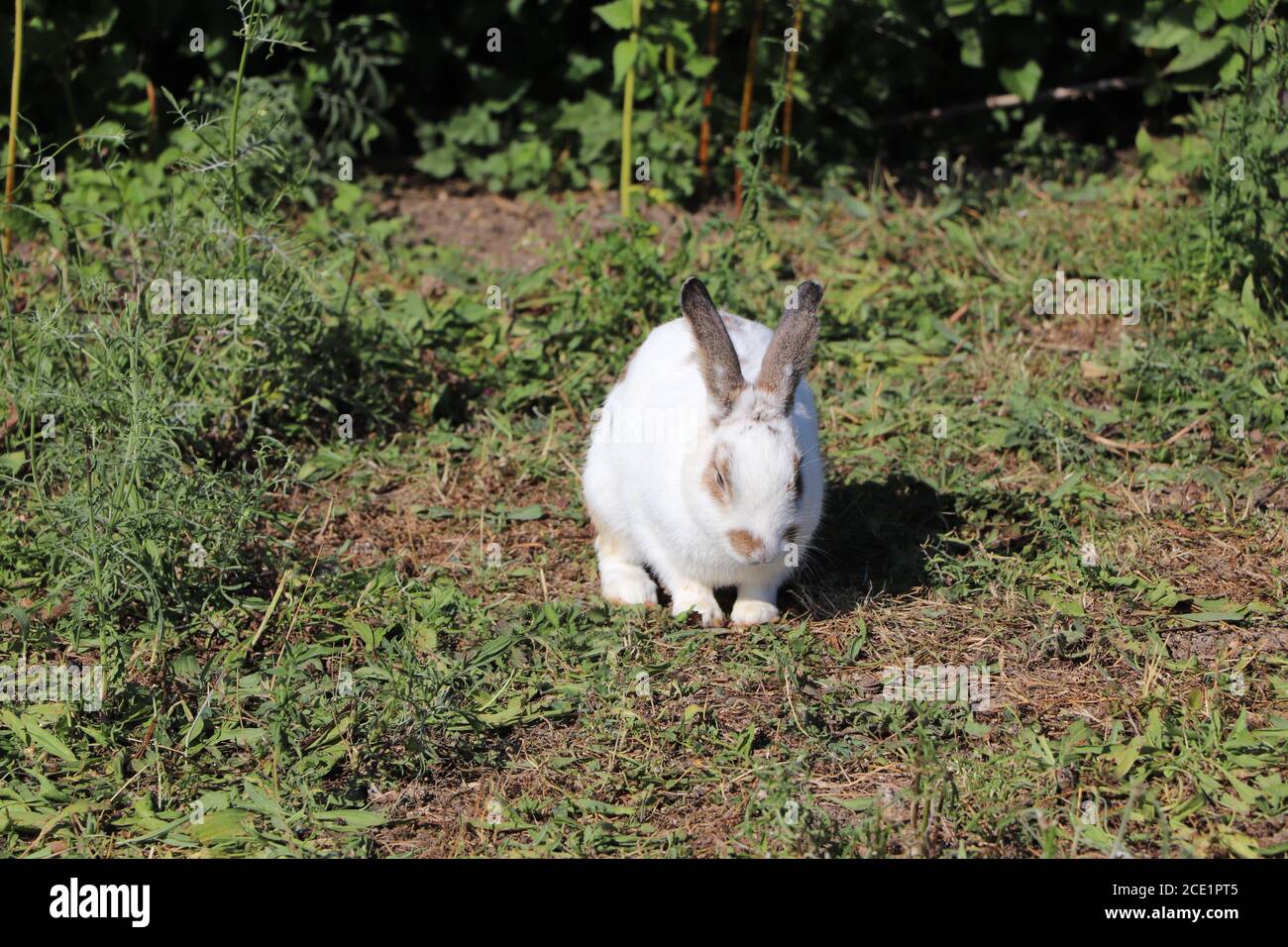 rabbits exploring the park Stock Photo - Alamy