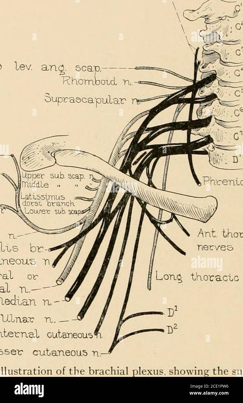 Cervical triangle hi-res stock photography and images - Alamy