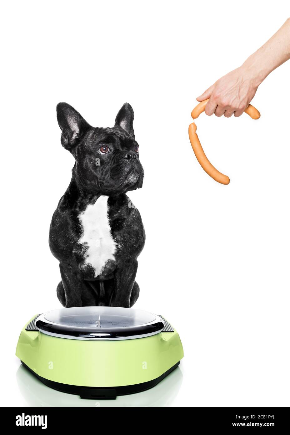 dog on scale , with overweight Stock Photo - Alamy