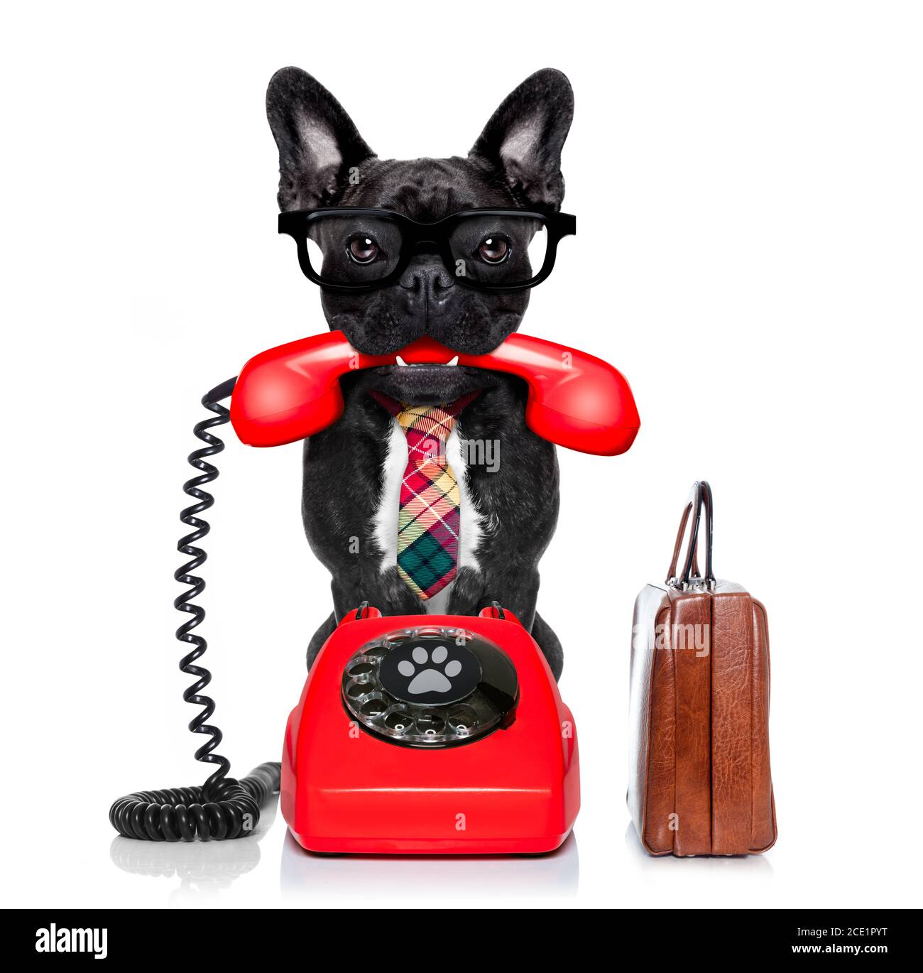 dog on the phone Stock Photo - Alamy