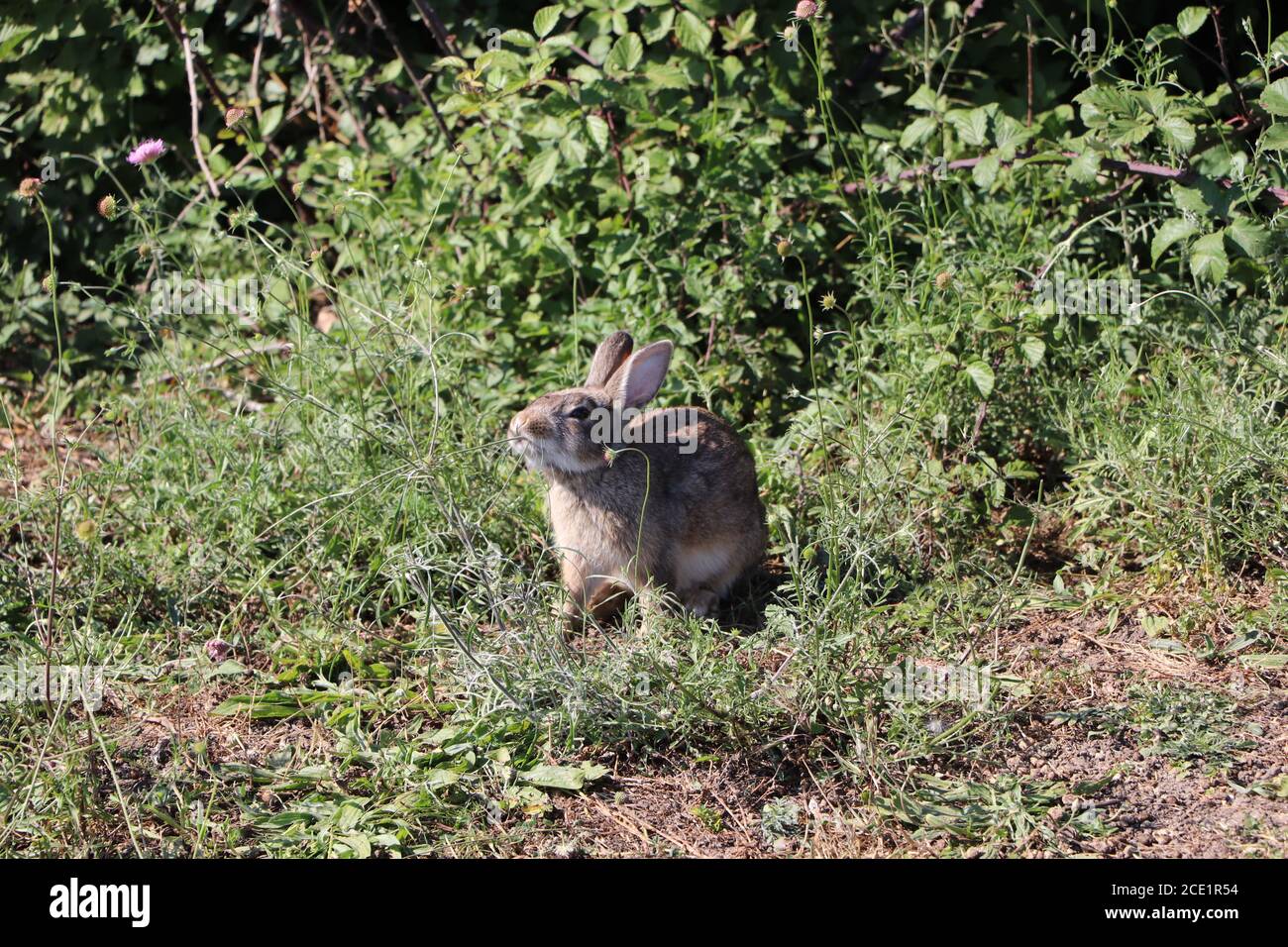 rabbits exploring the park Stock Photo - Alamy