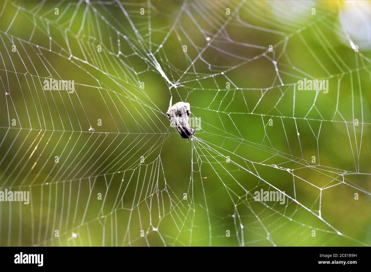 Spider in its web hi-res stock photography and images - Alamy