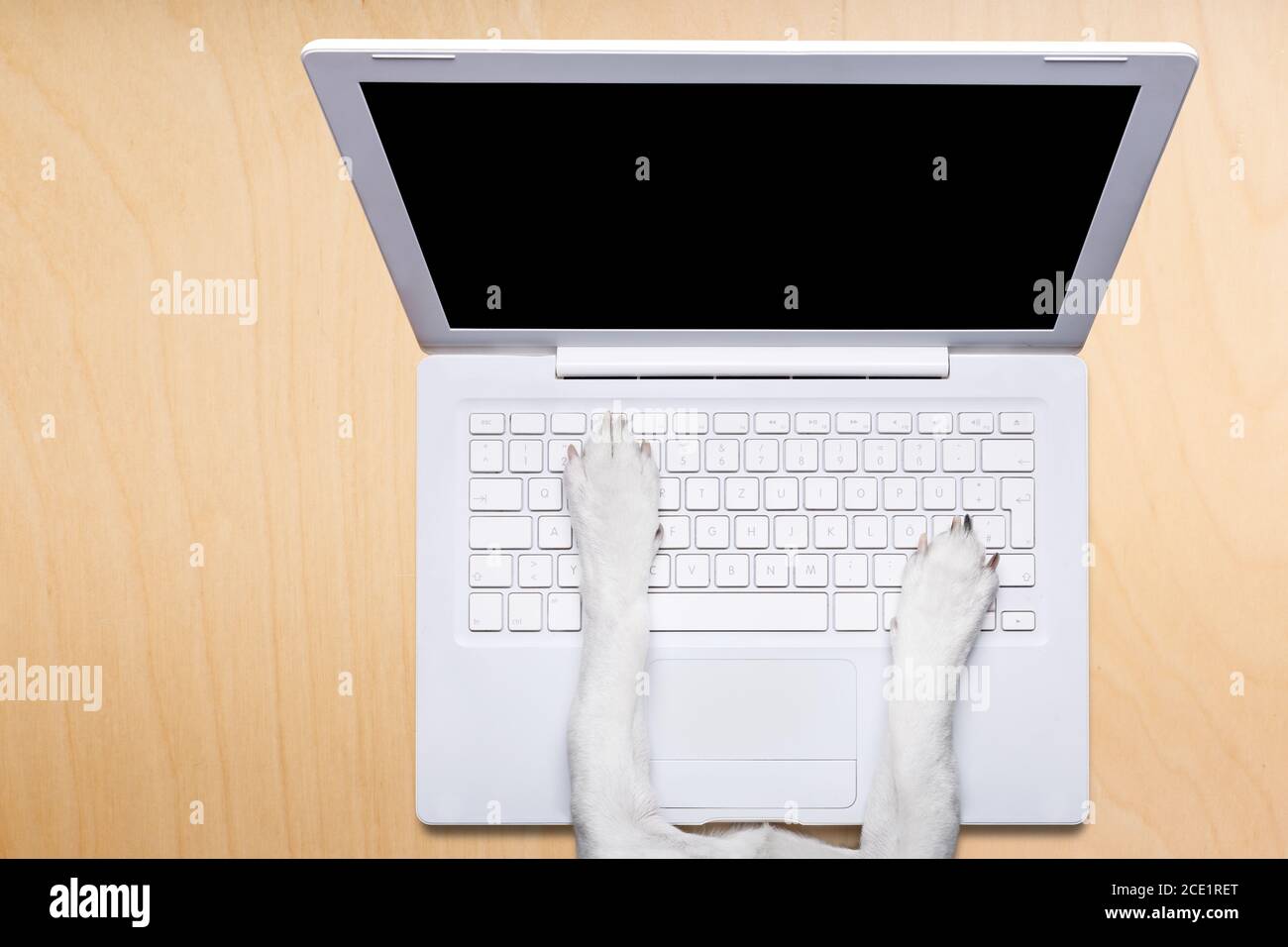 office worker dog with laptop pc computer on desk table Stock Photo - Alamy
