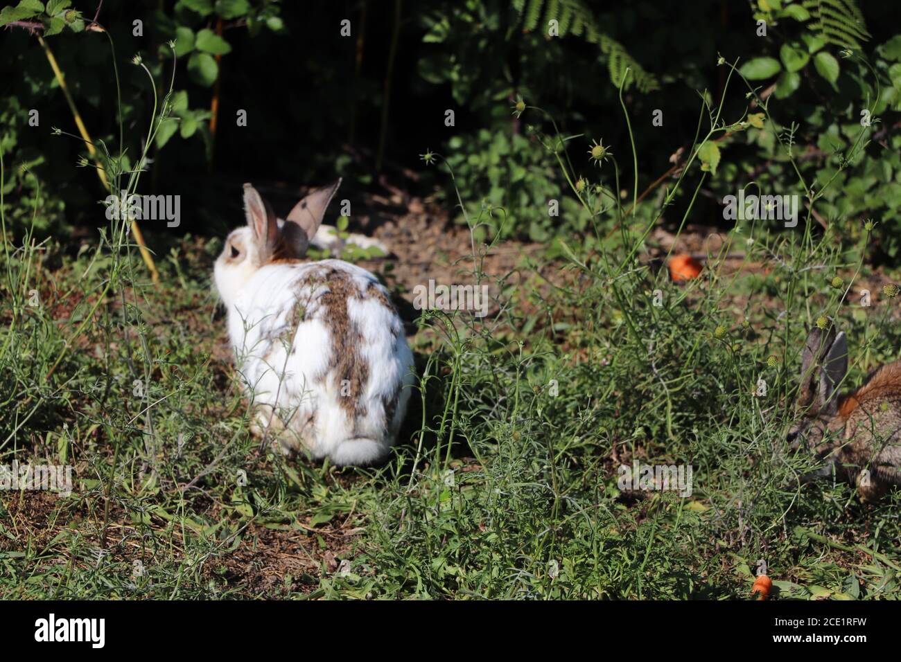 rabbits exploring the park Stock Photo - Alamy