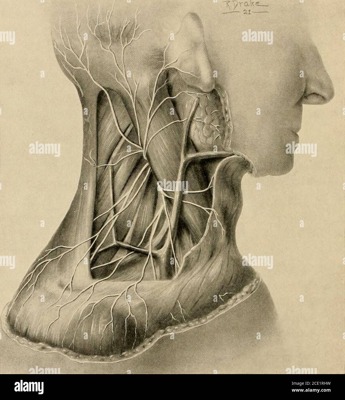 Superficial cervical fascia hi-res stock photography and images - Alamy
