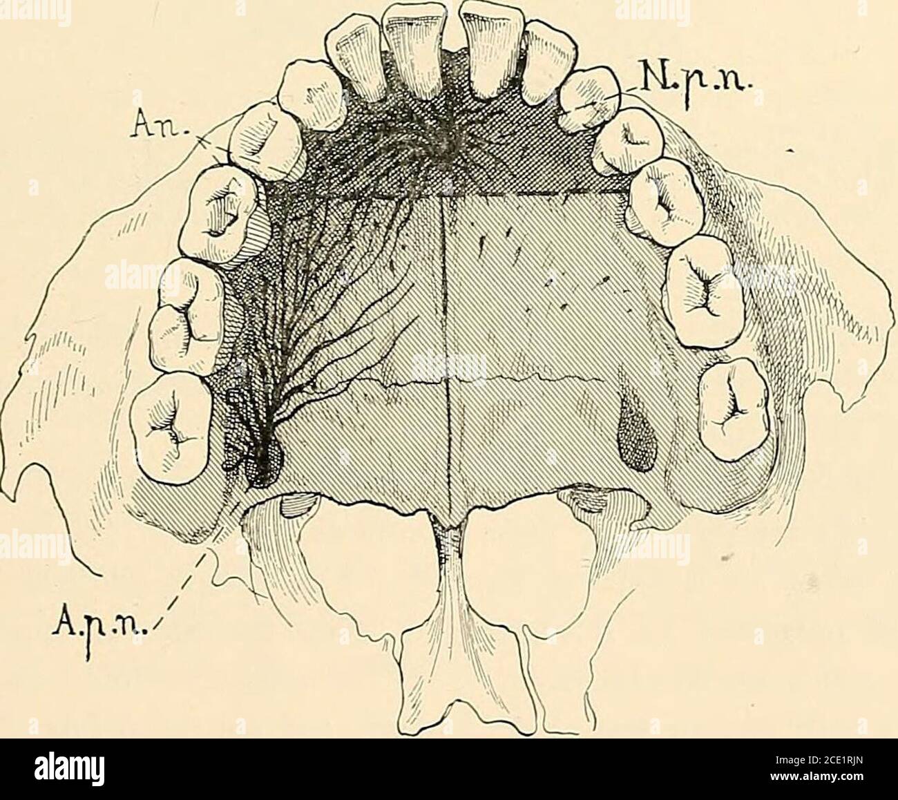 Nasopalatine Nerve