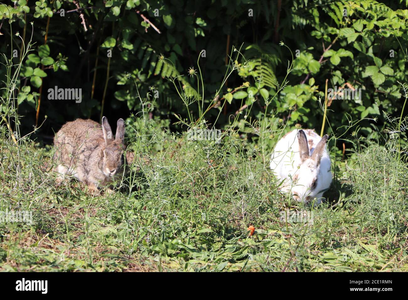 rabbits exploring the park Stock Photo - Alamy