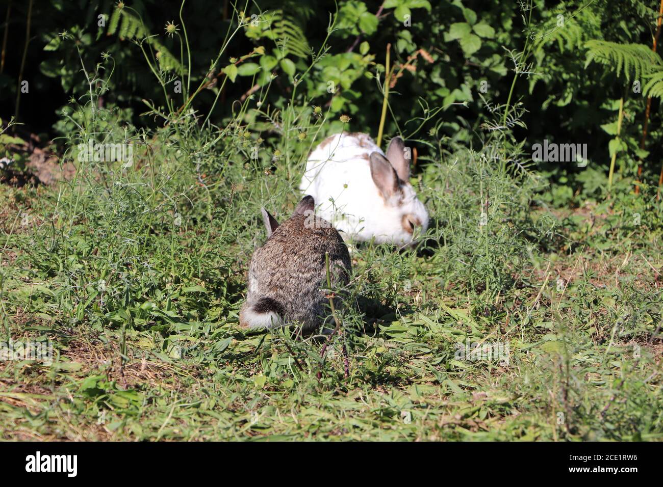 rabbits exploring the park Stock Photo - Alamy