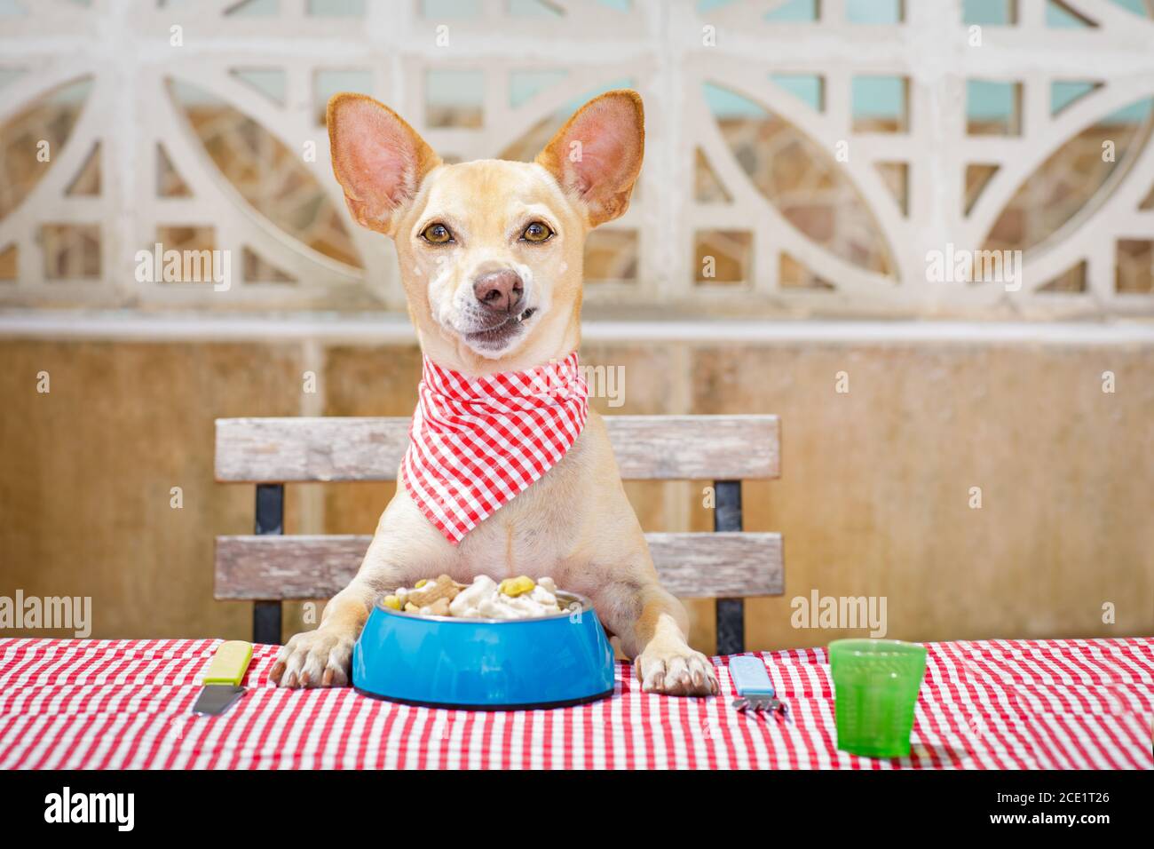 Chihuahua dog table food hi-res stock photography and images - Alamy