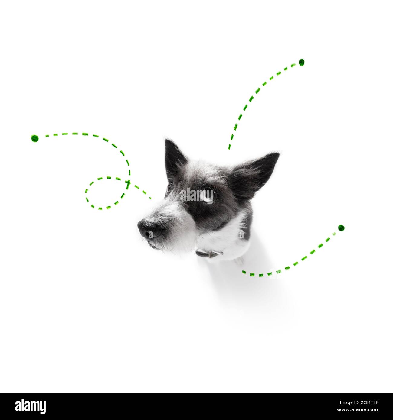 dog with fleas, ticks or insects Stock Photo - Alamy