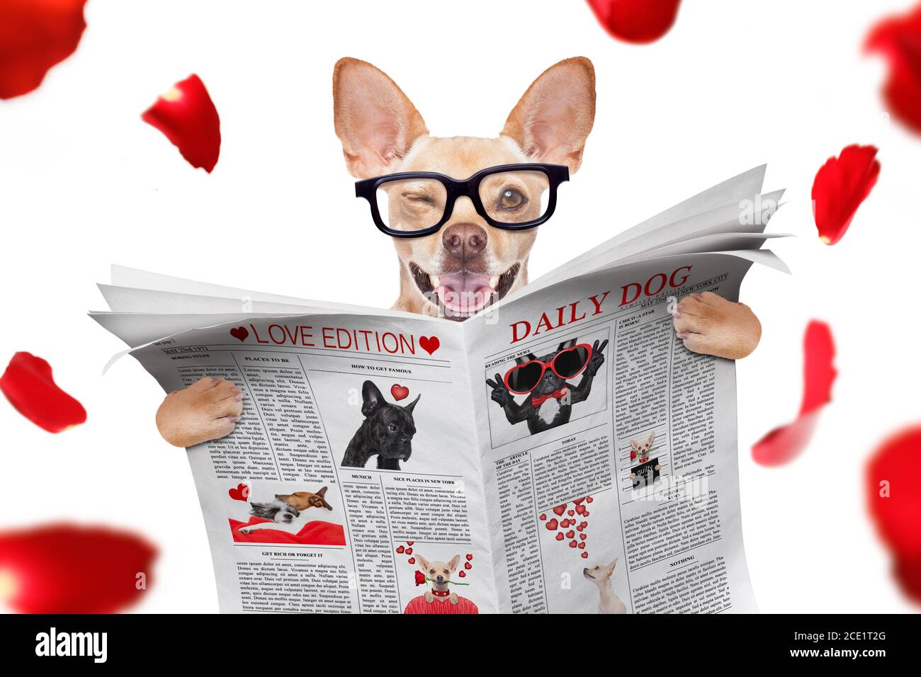 dog reading newspaper Stock Photo - Alamy