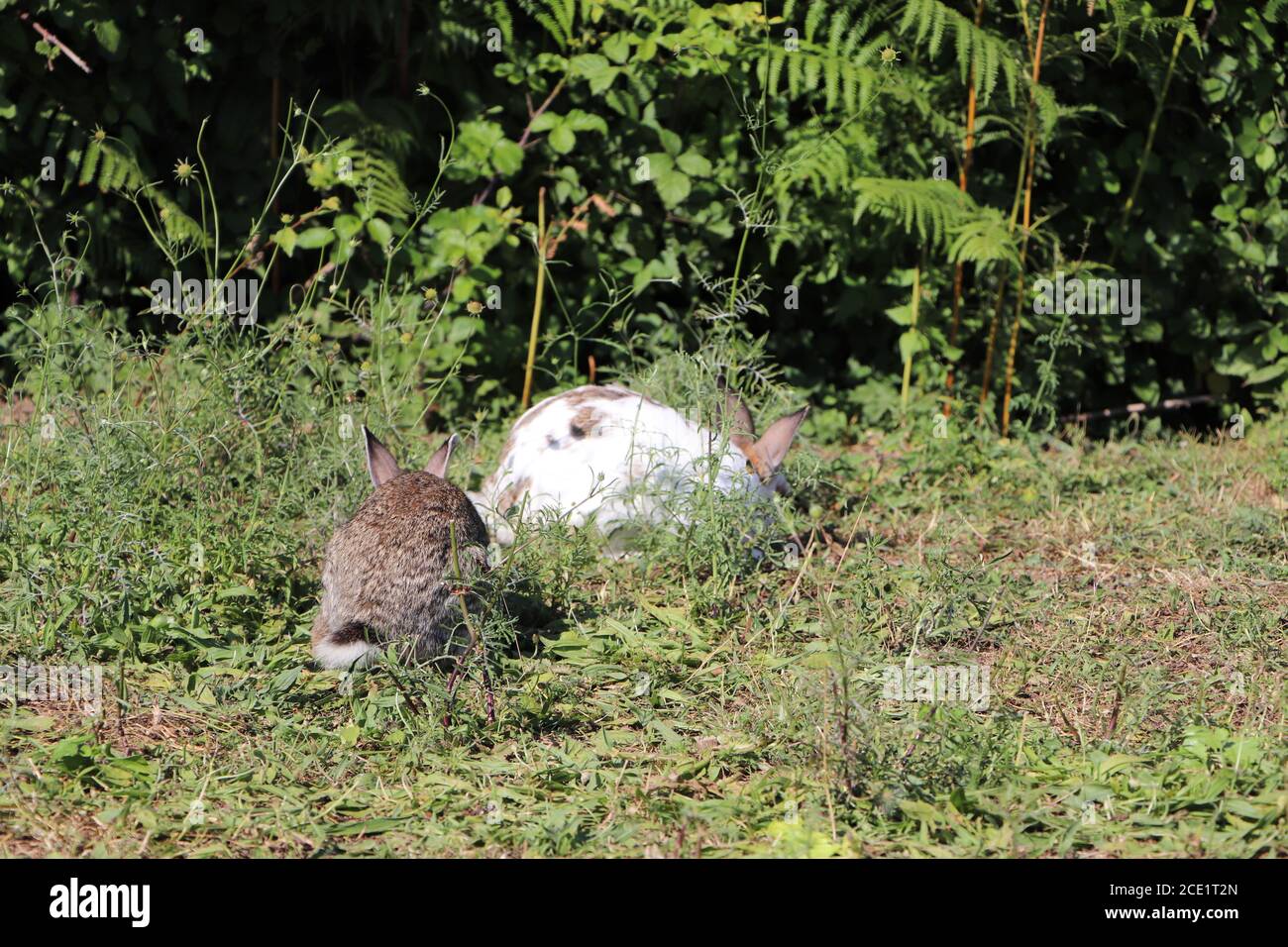 rabbits exploring the park Stock Photo - Alamy