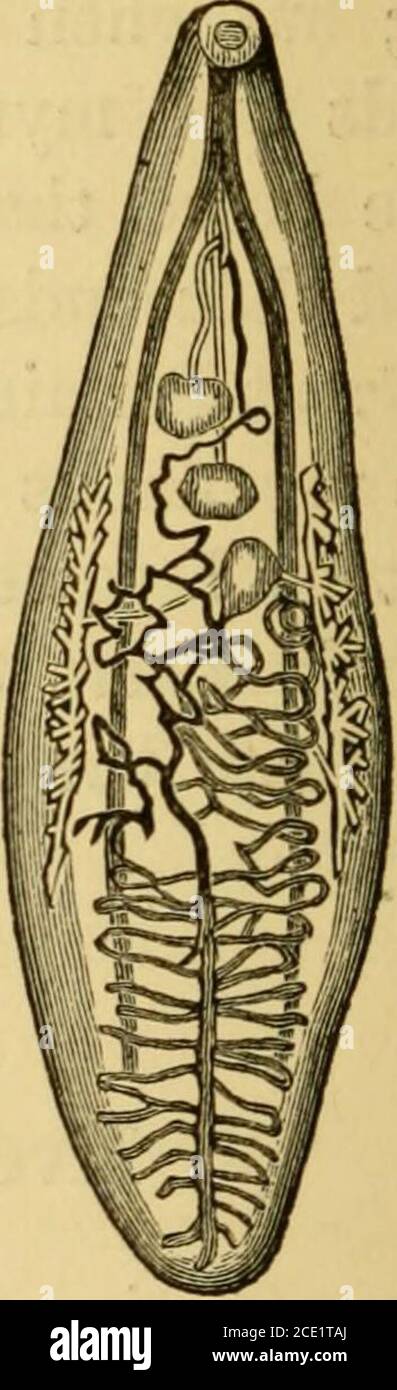 . The sheep and lamb, a practical manual on the sheep and lamb in ...