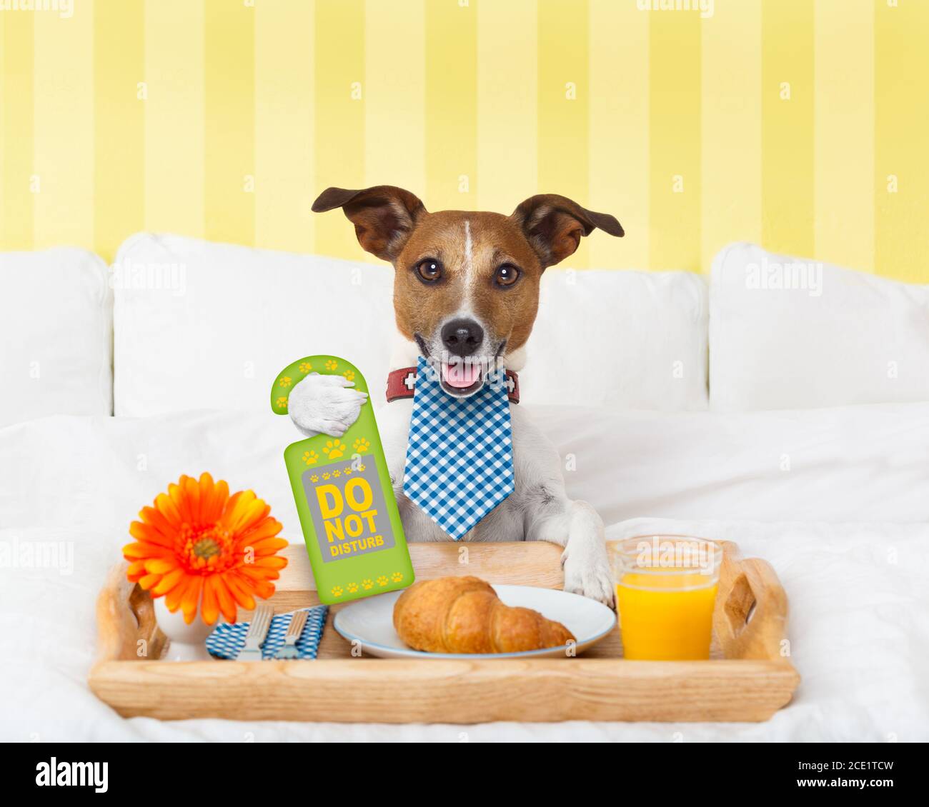 do not disturb sign with dog Stock Photo - Alamy