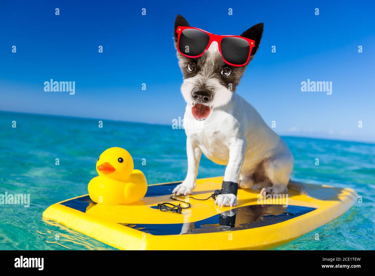 dog surfing on a wave Stock Photo - Alamy