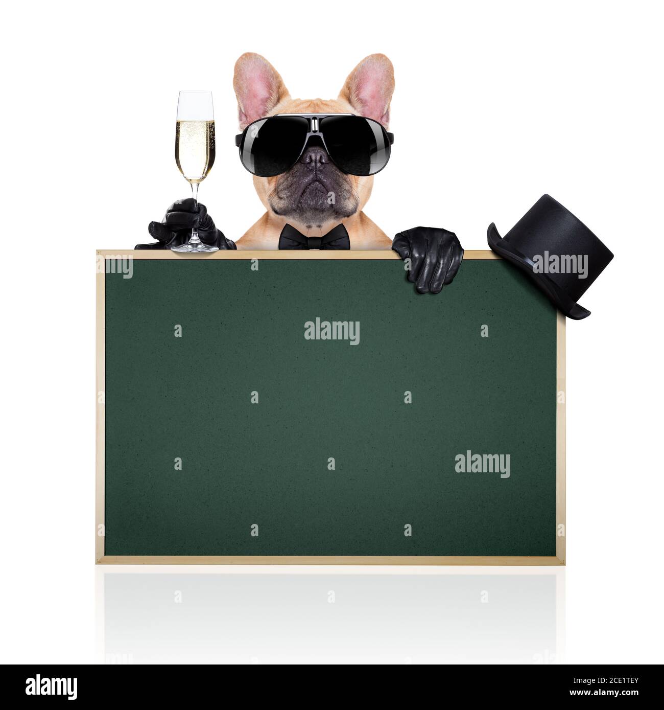 cocktail cool dog toast Stock Photo - Alamy