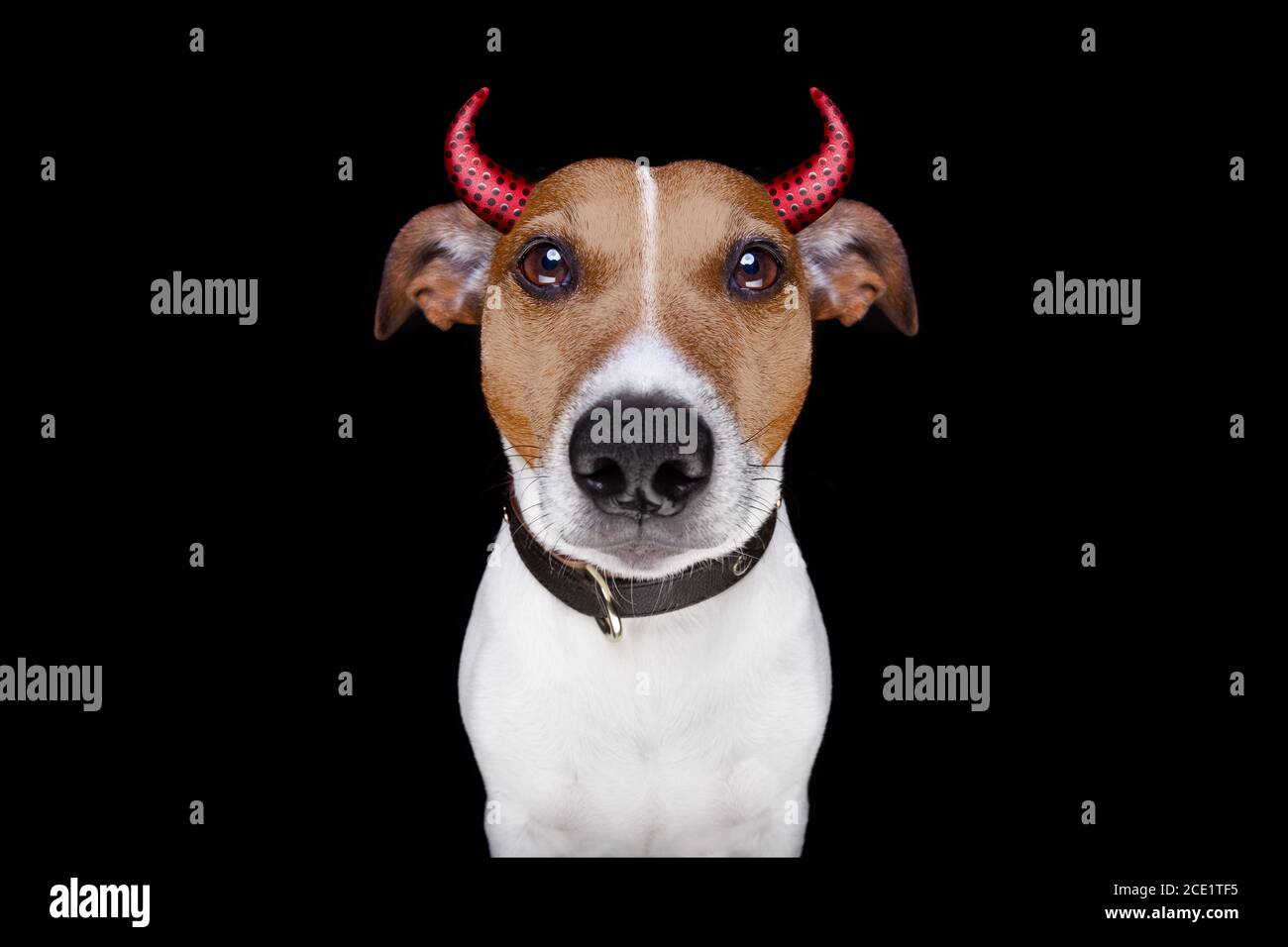 halloween devil dog isolated on black Stock Photo - Alamy