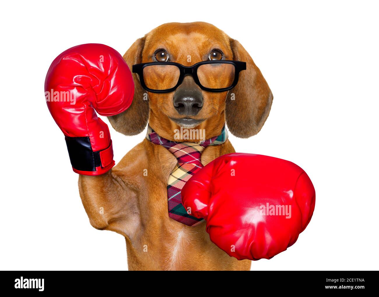 dachshund sausage dog boxing as the boss Stock Photo - Alamy