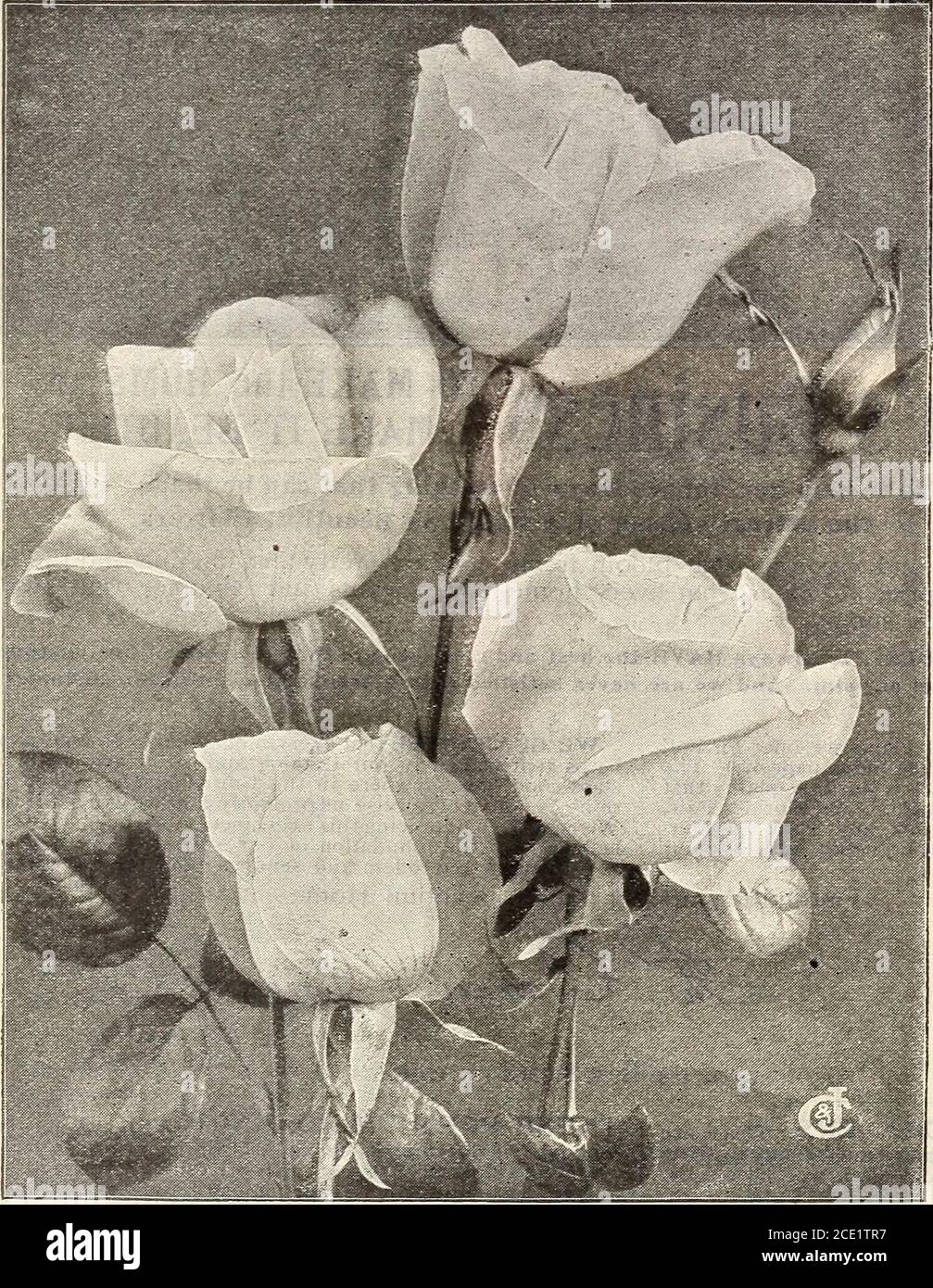 Bestbright hi-res stock photography and images - Alamy