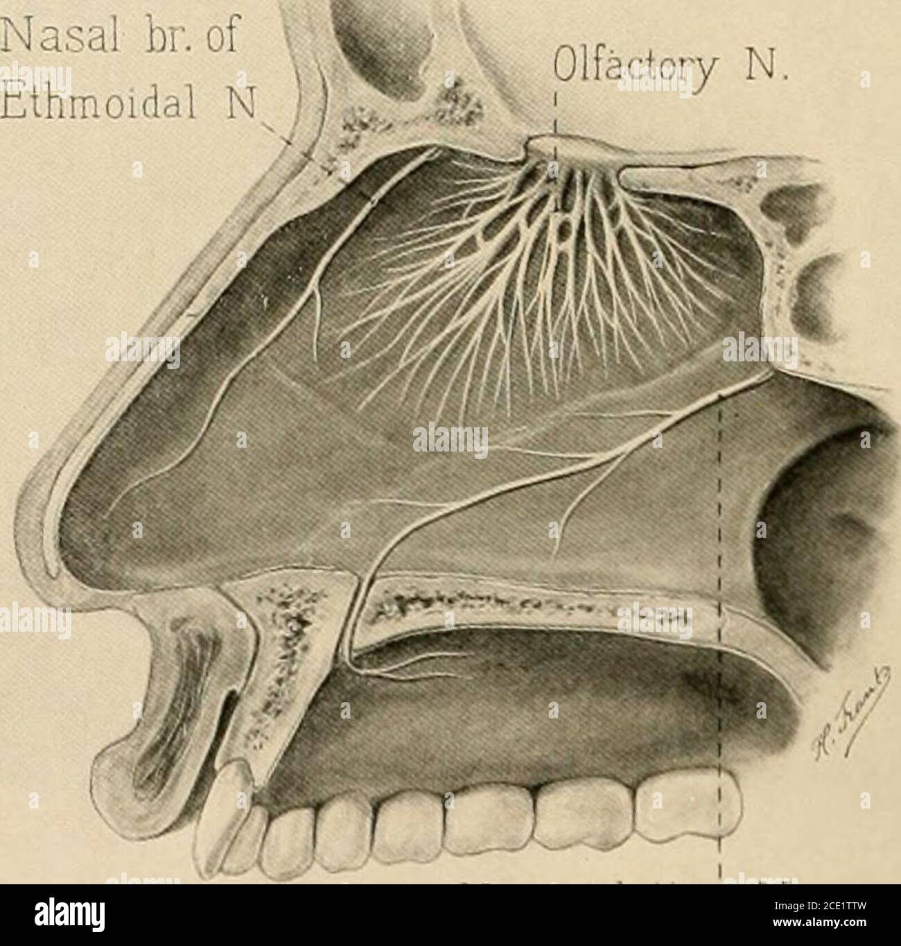 Nasopalatine nerve hi-res stock photography and images - Alamy