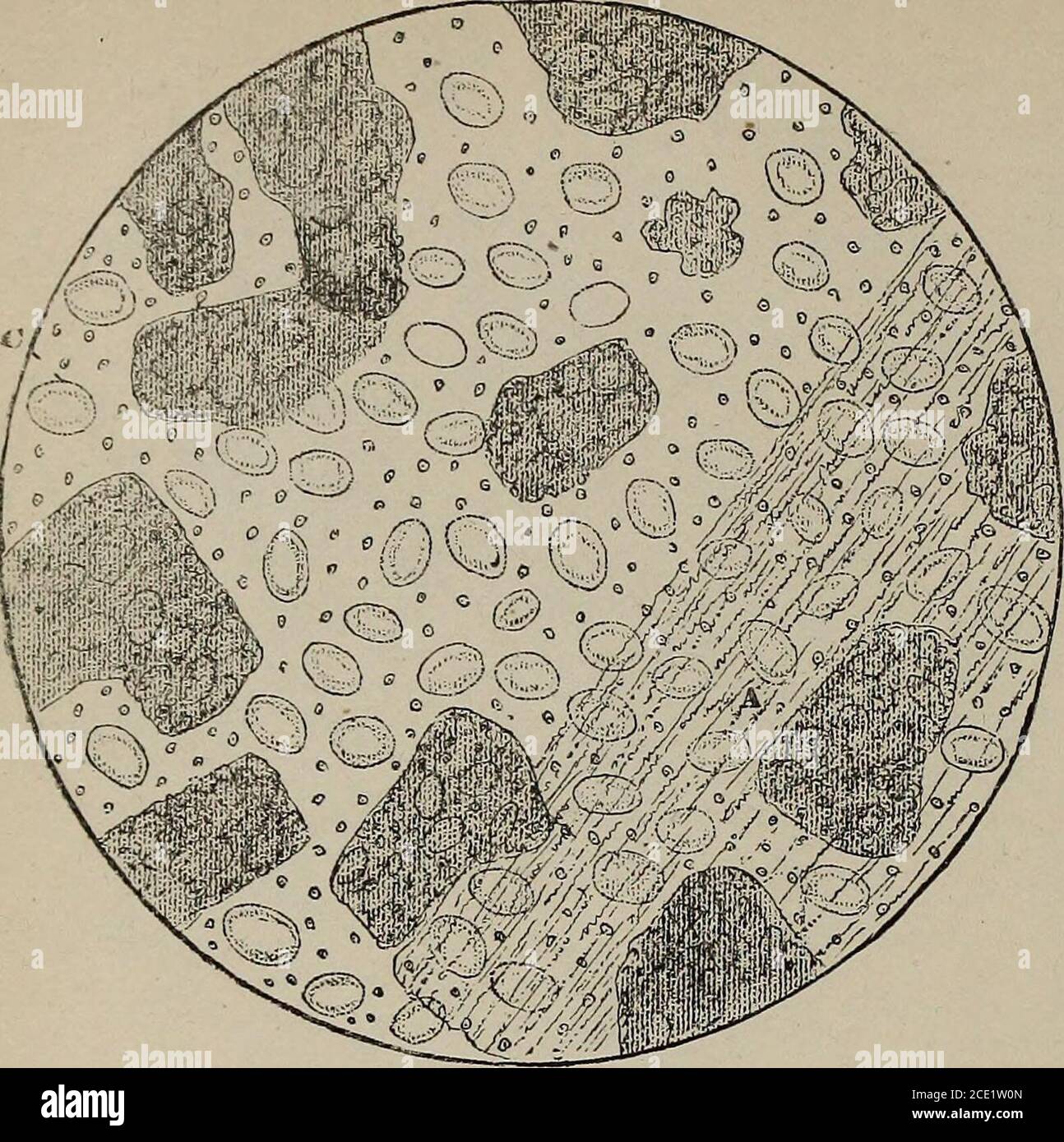 Cerealine hi-res stock photography and images - Alamy