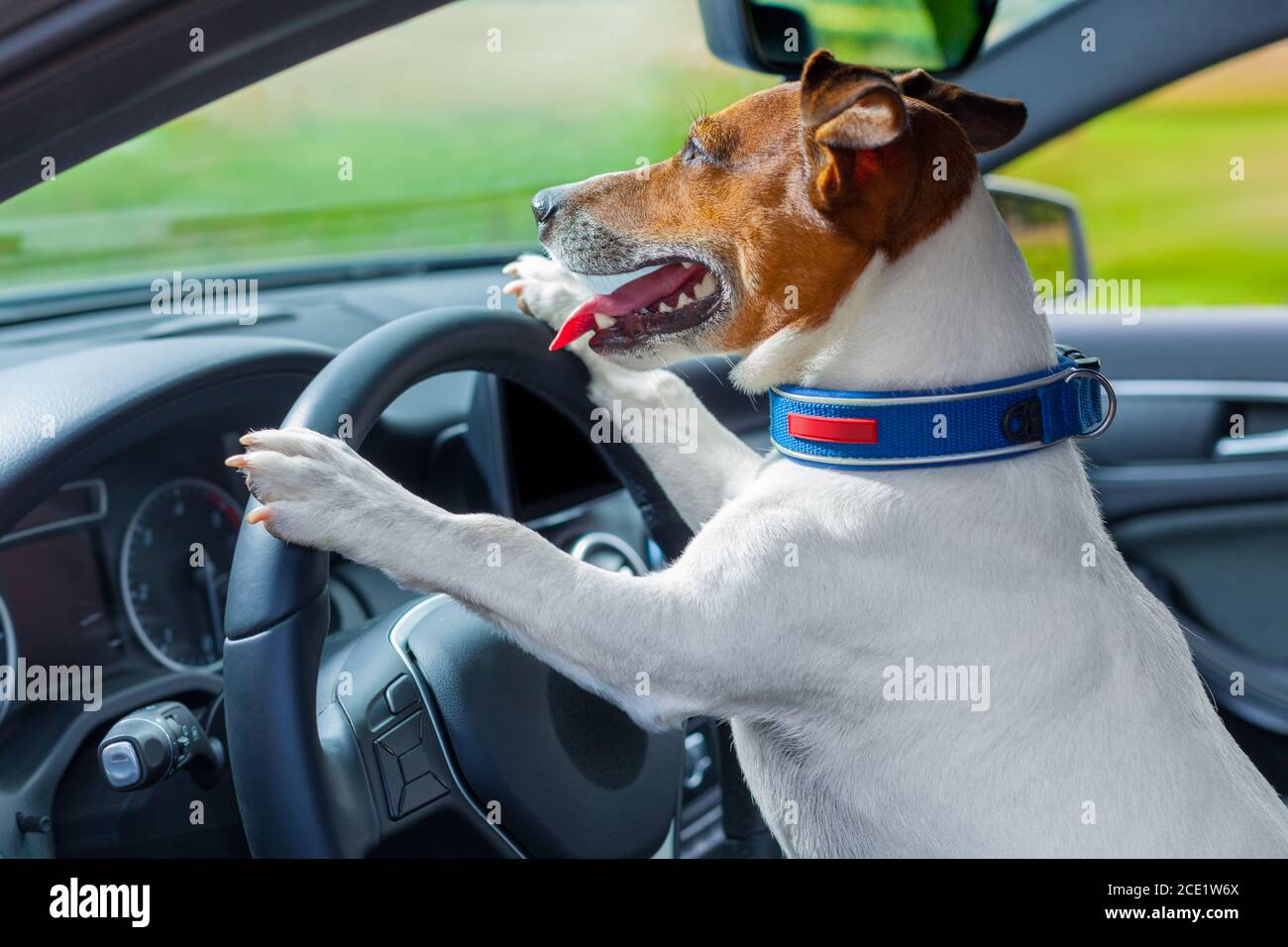 dog car steering wheel Stock Photo - Alamy