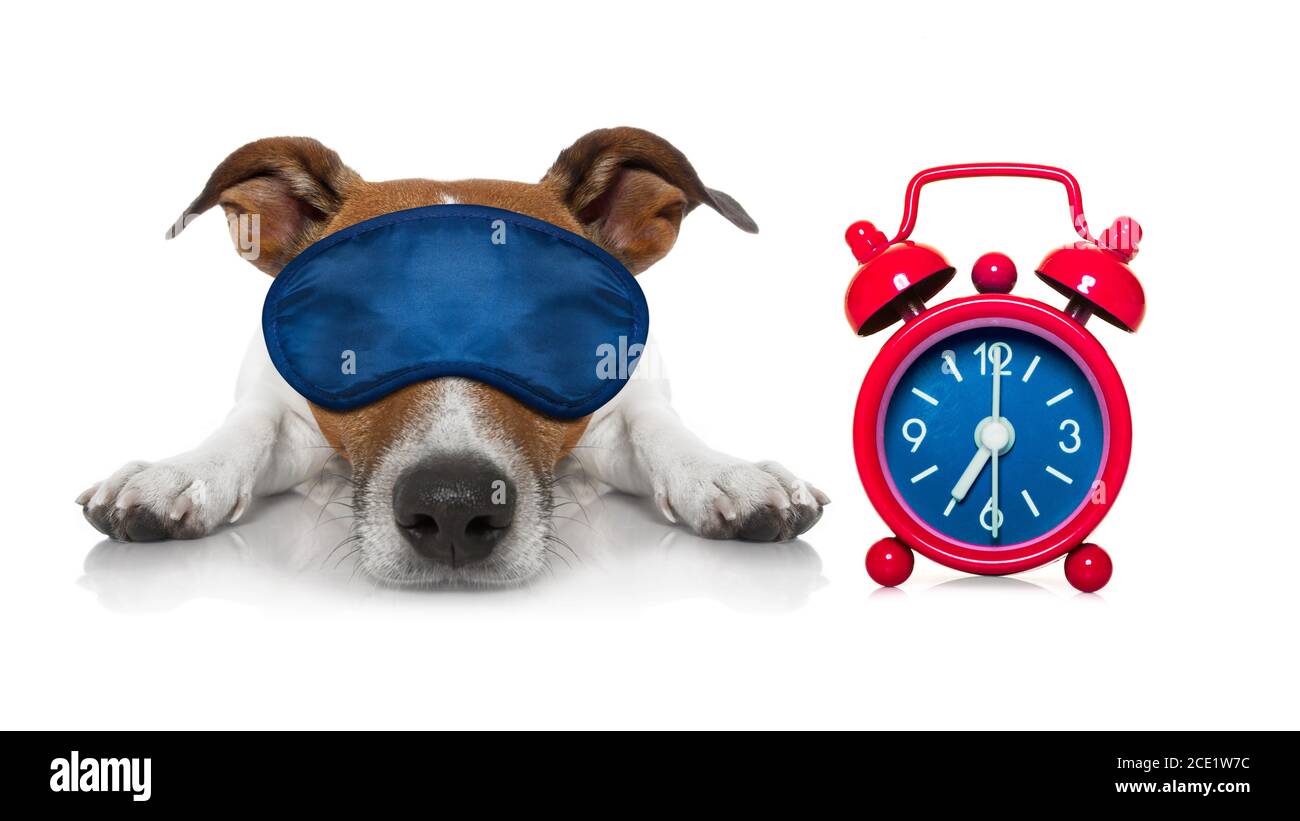 Awake dog Cut Out Stock Images & Pictures - Alamy