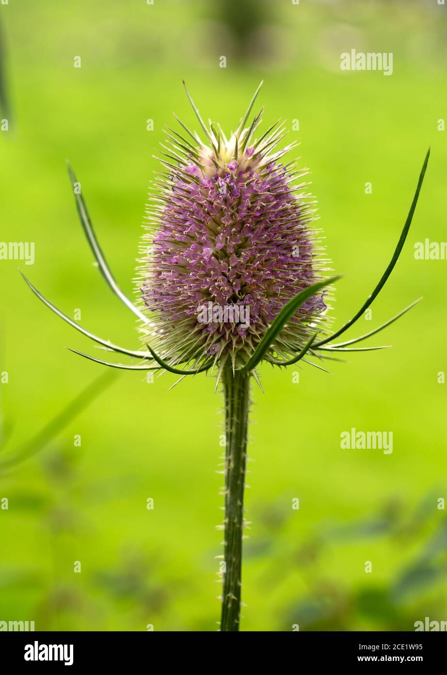 Flowering head of a common wild teasel Stock Photo - Alamy