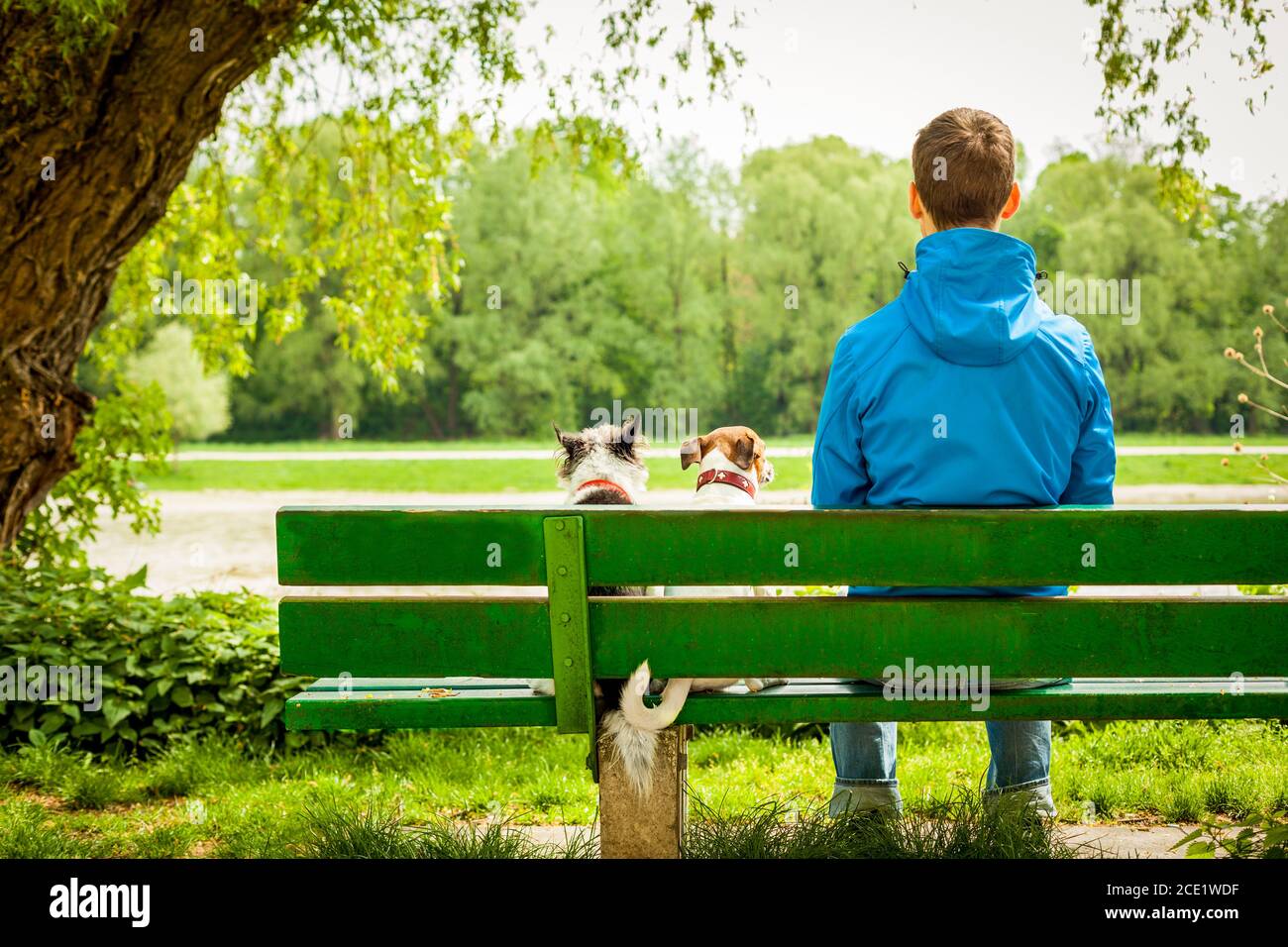 two dogs and owner Stock Photo - Alamy