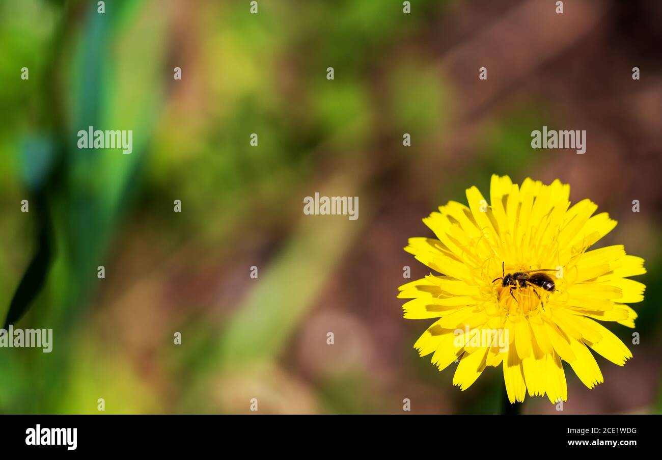 Yellow inside the flower hi-res stock photography and images - Alamy