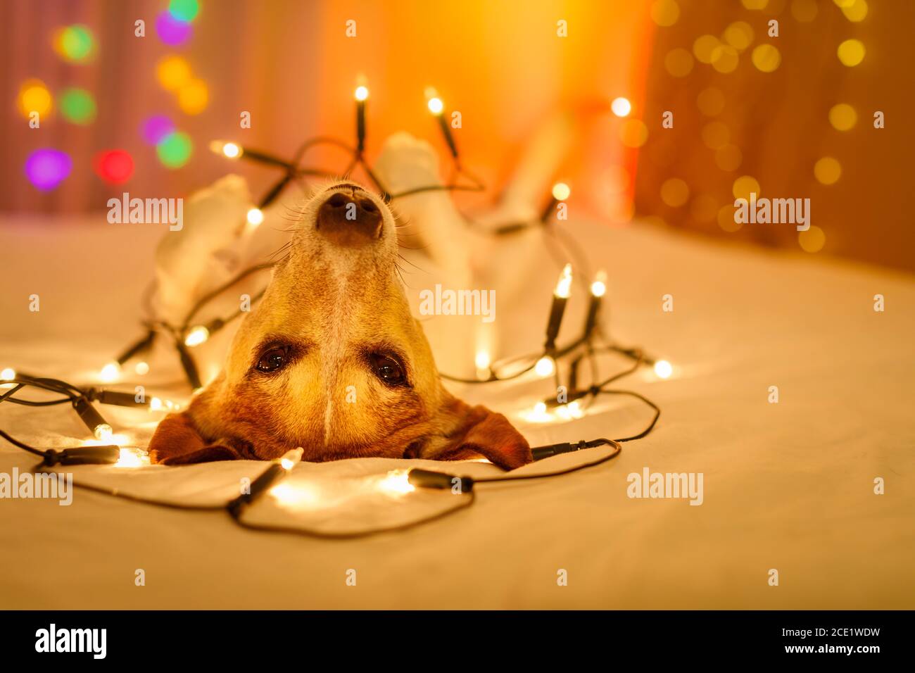 christmas dog with fairy lights Stock Photo - Alamy