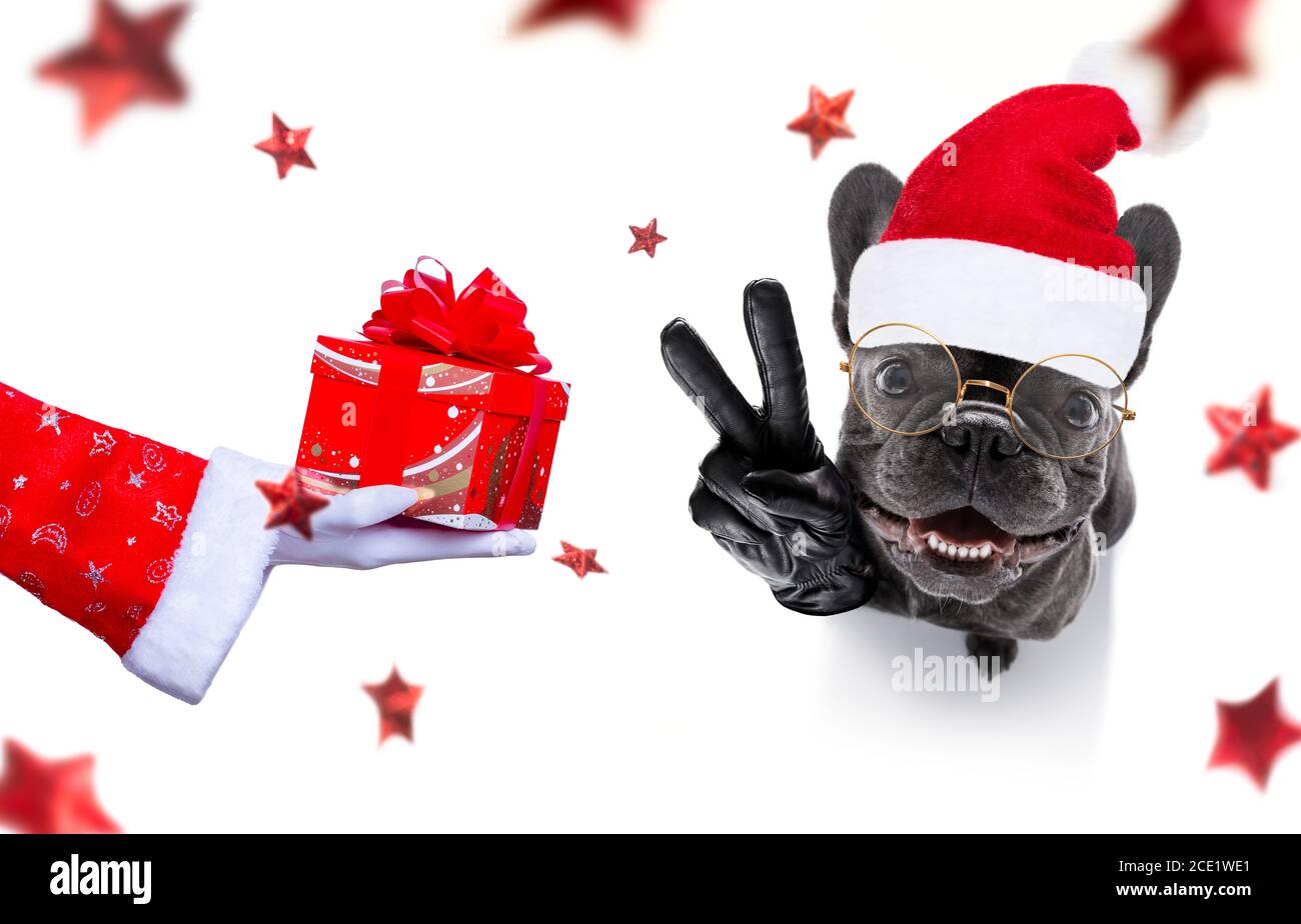 christmas santa claus dog Stock Photo - Alamy